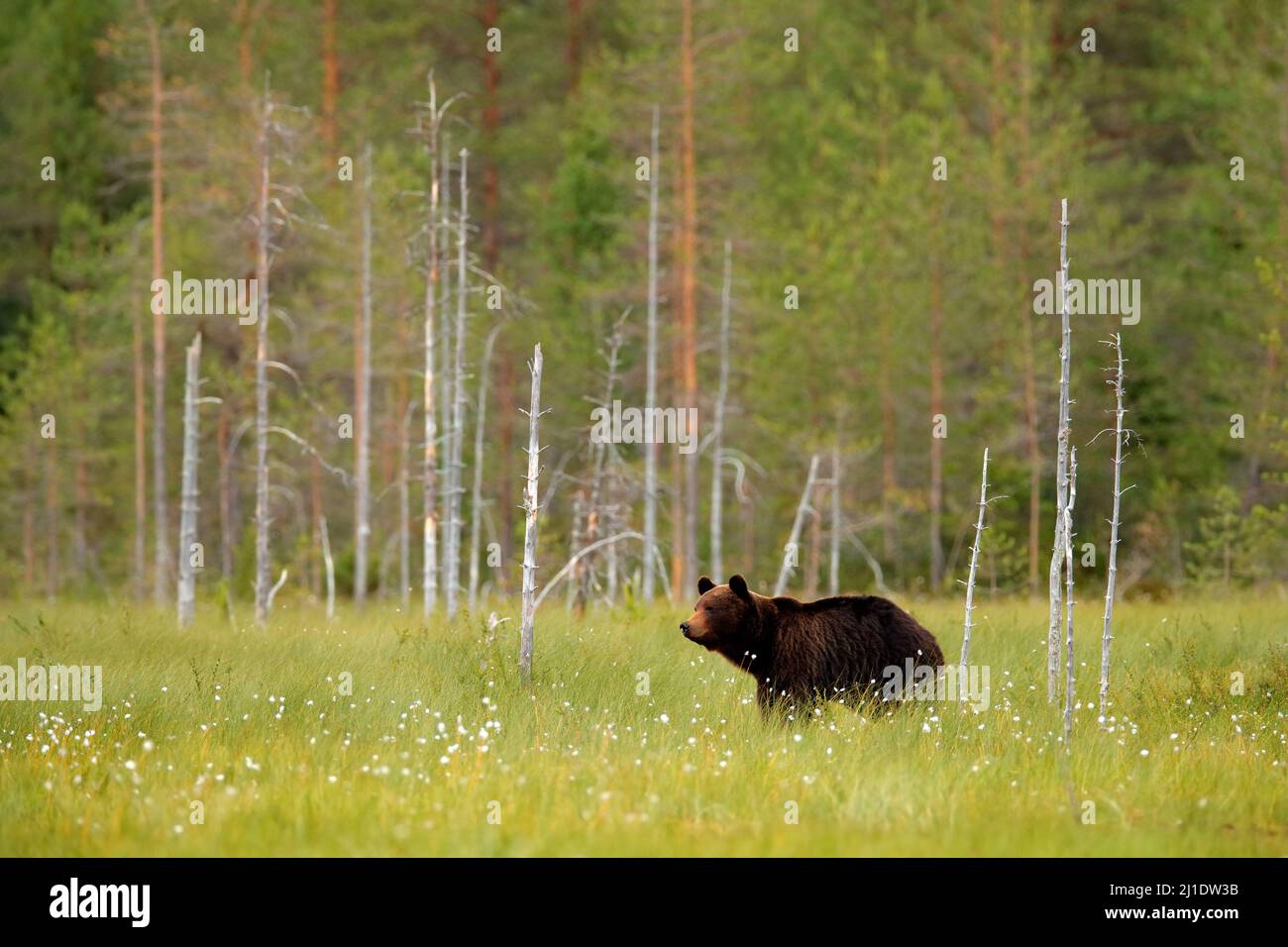 Bear hidden in yellow forest. Autumn trees with bear, face portrait ...