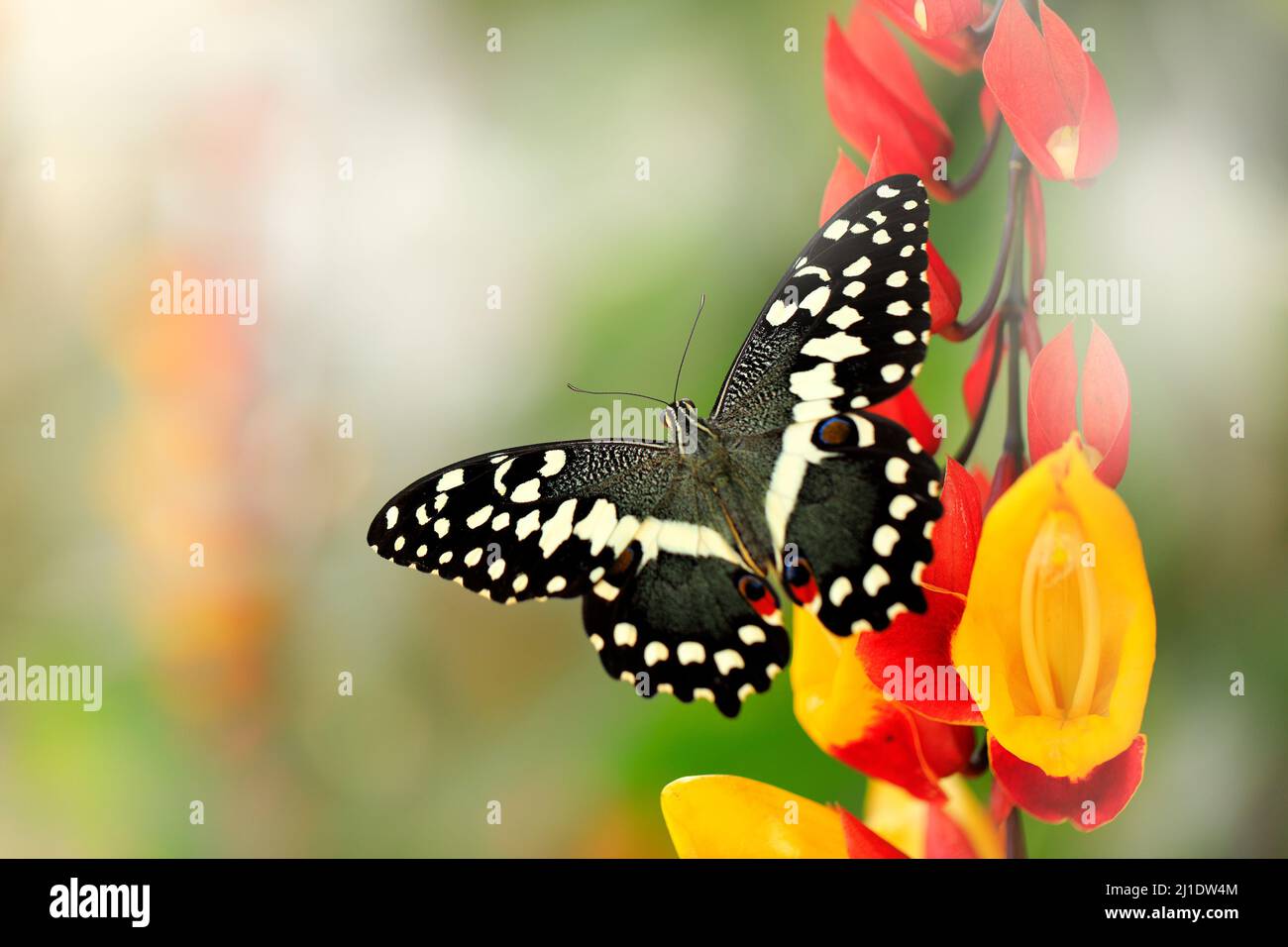 Tanzania butterfly hi-res stock photography and images - Alamy