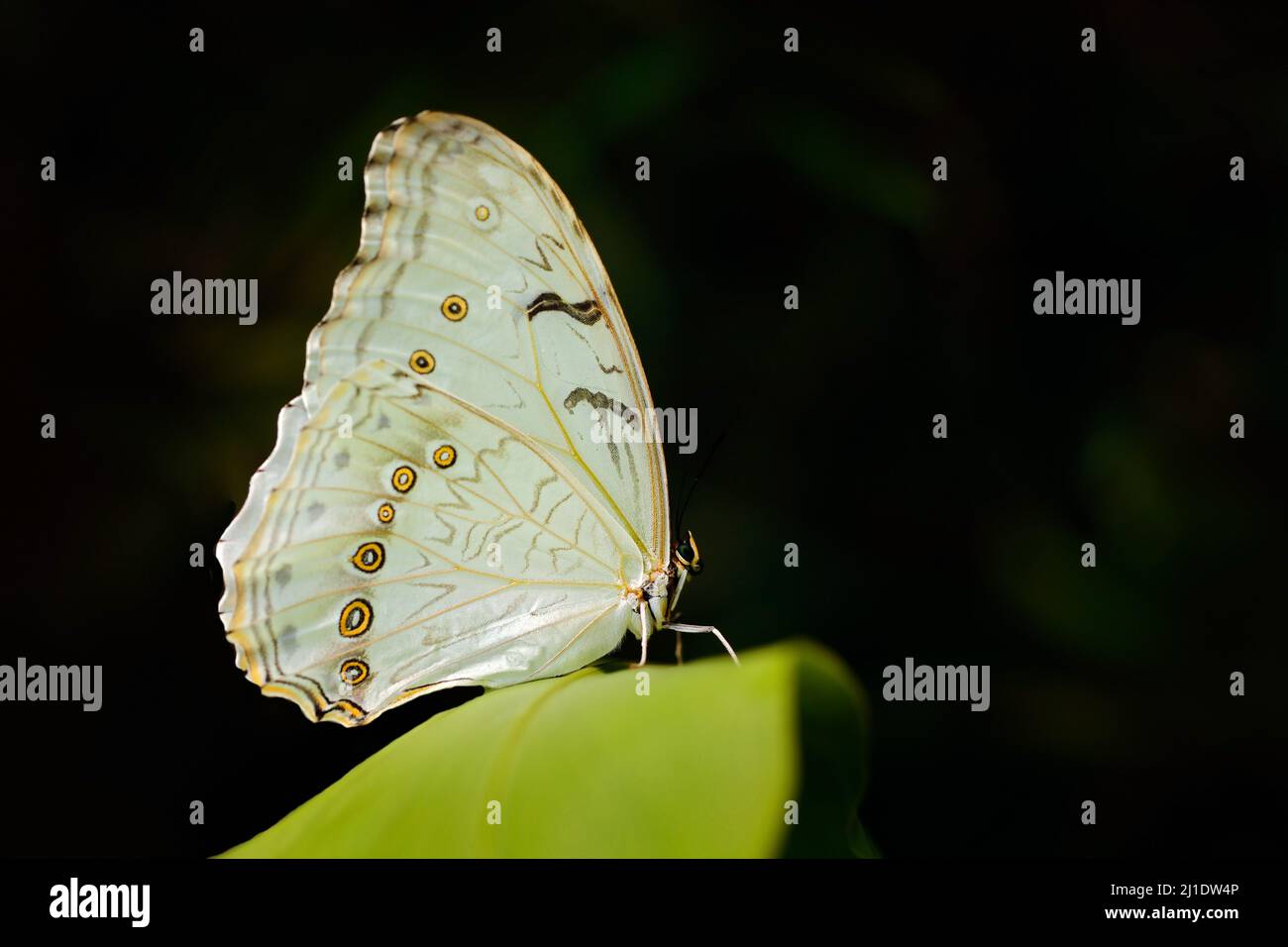 White butterfly on green leaves in tropic jungle. Morpho polyphemus, the white morpho, white ...