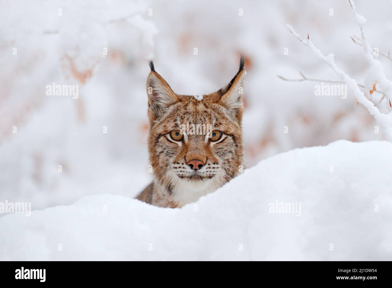 Beautiful Nature Winter Animals