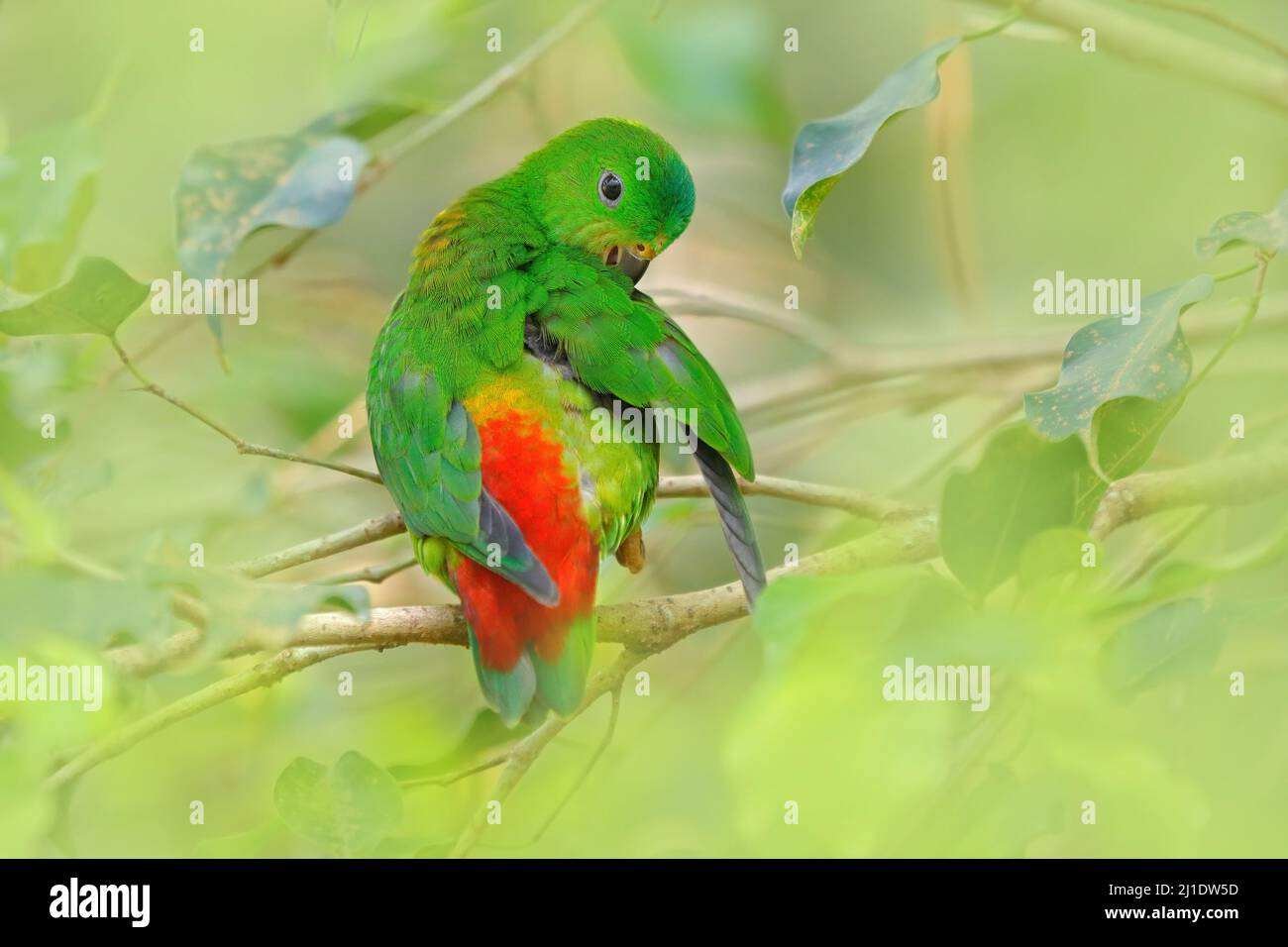 Hanging parrot hi-res stock photography and images - Alamy