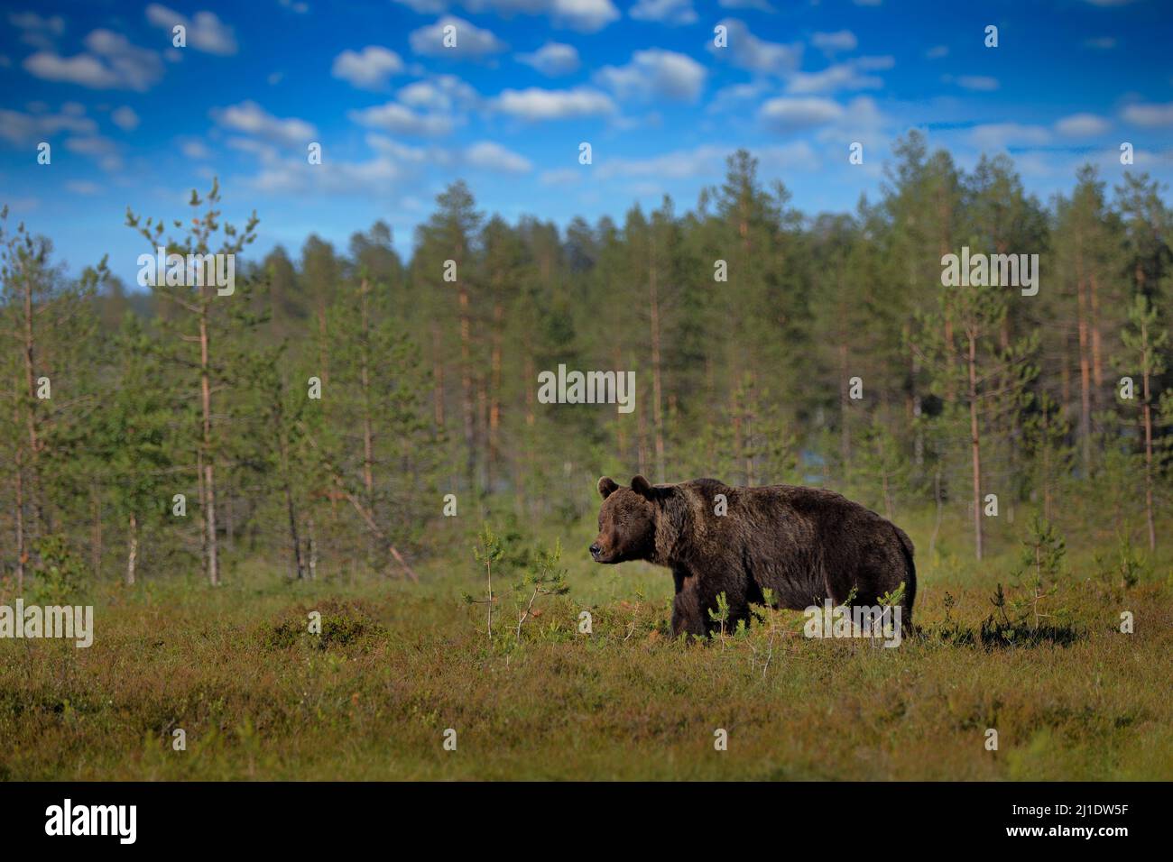 Russia wildlife. Brown bear walking in forest, morning light. Dangerous ...