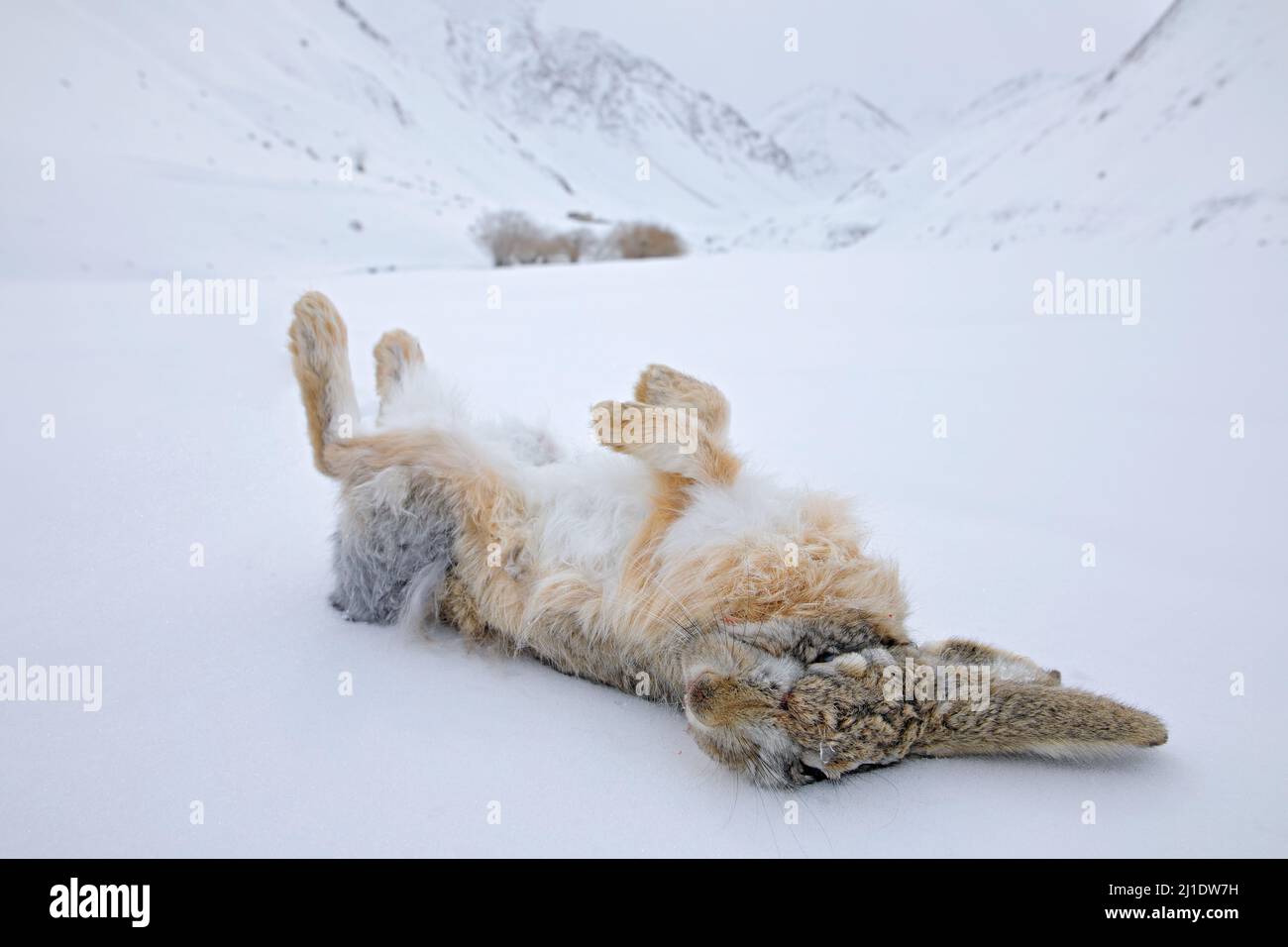 Cold winter carcass. Woolly hare, Lepus oiostolus, in nature habitat ...
