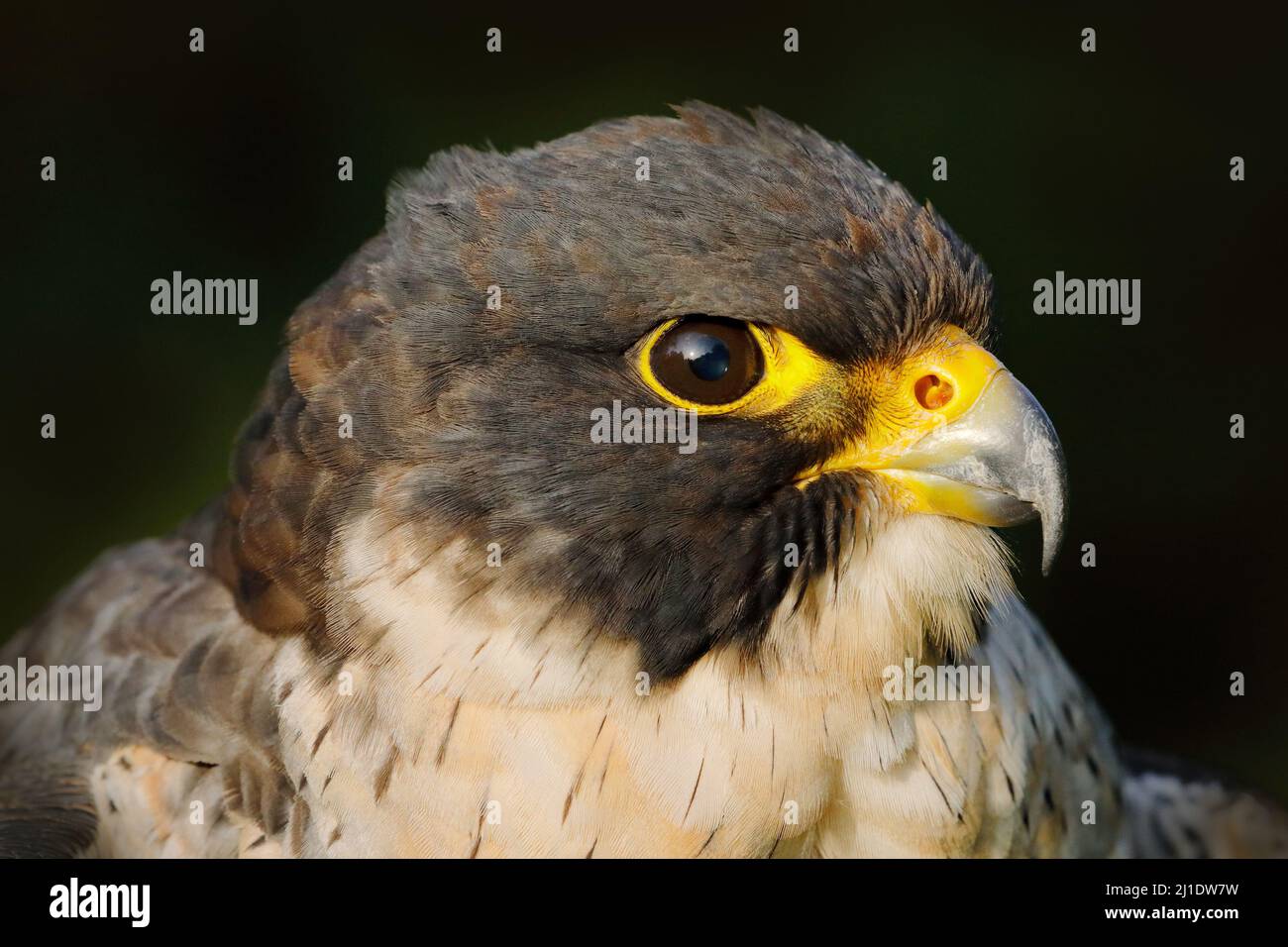 Falcon, close-up head portrait. Peregrine Falcon, bird of prey sitting ...