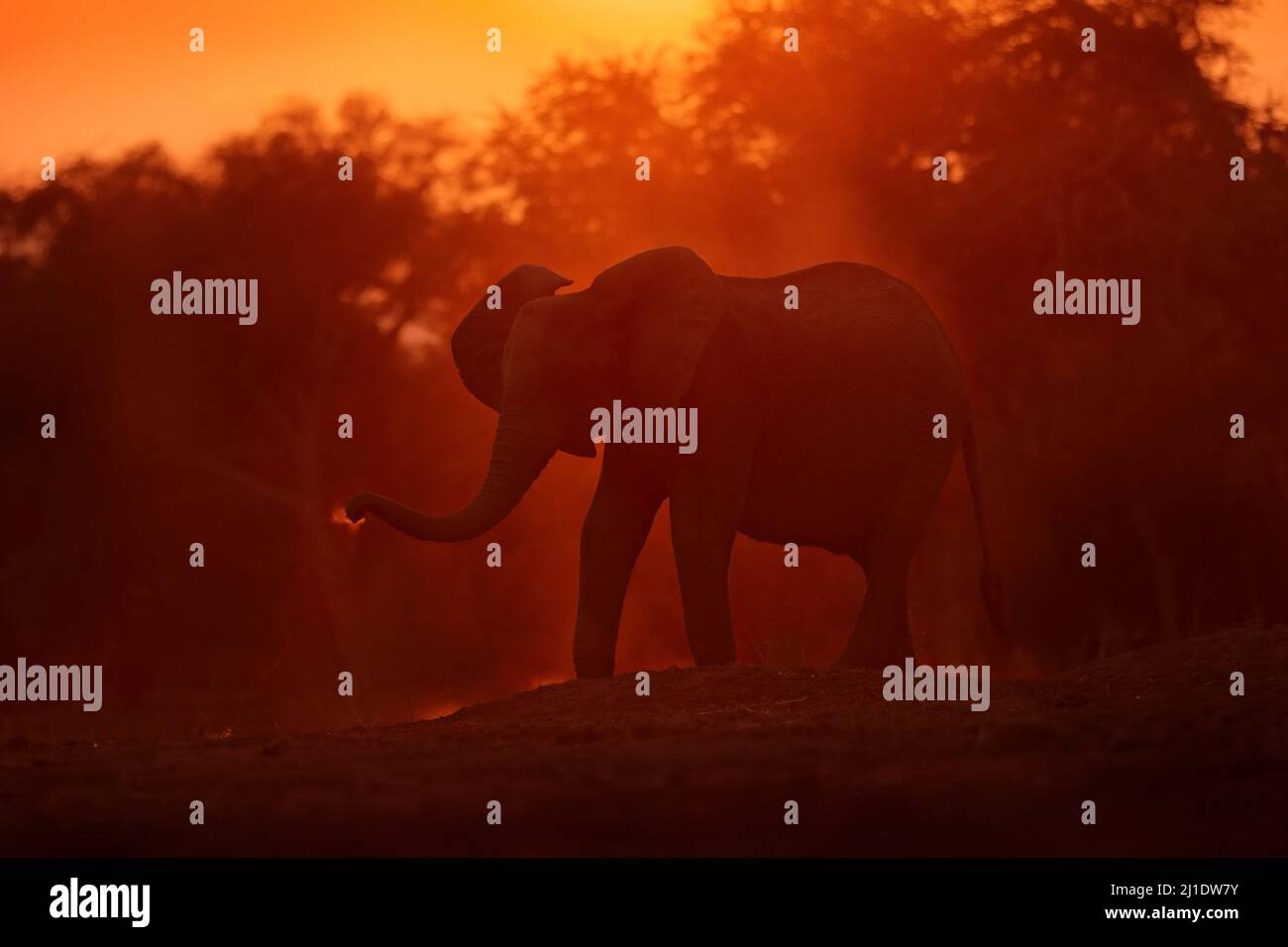 Sunset, Elephant feeding tree branch. Elephant at Mana Pools NP ...