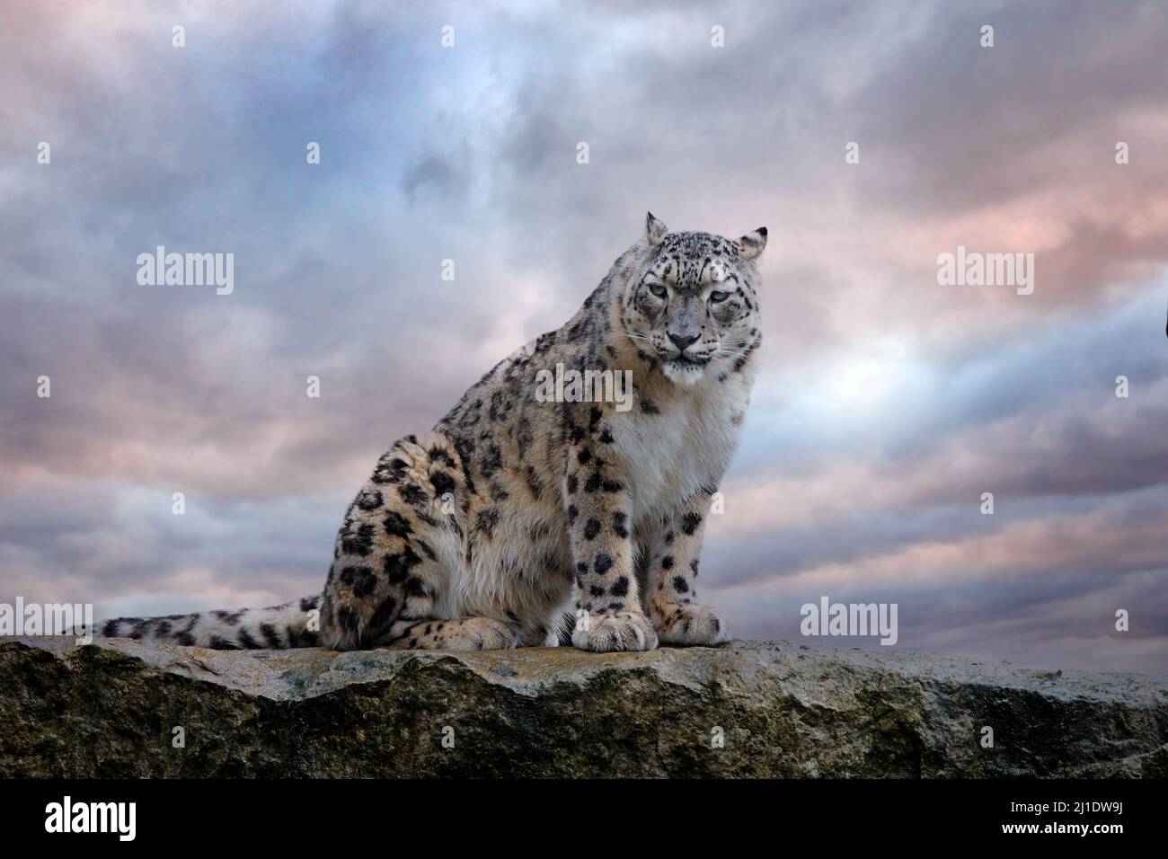 Snow leopard habitat hi-res stock photography and images - Alamy