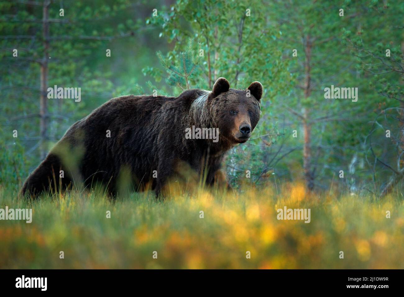 Russia wildlife. Brown bear walking in forest, morning light. Dangerous ...