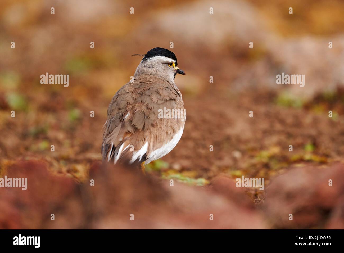 Spot-breasted Lapwing, Vanellus melanocephalus, rare endemic bird from ...