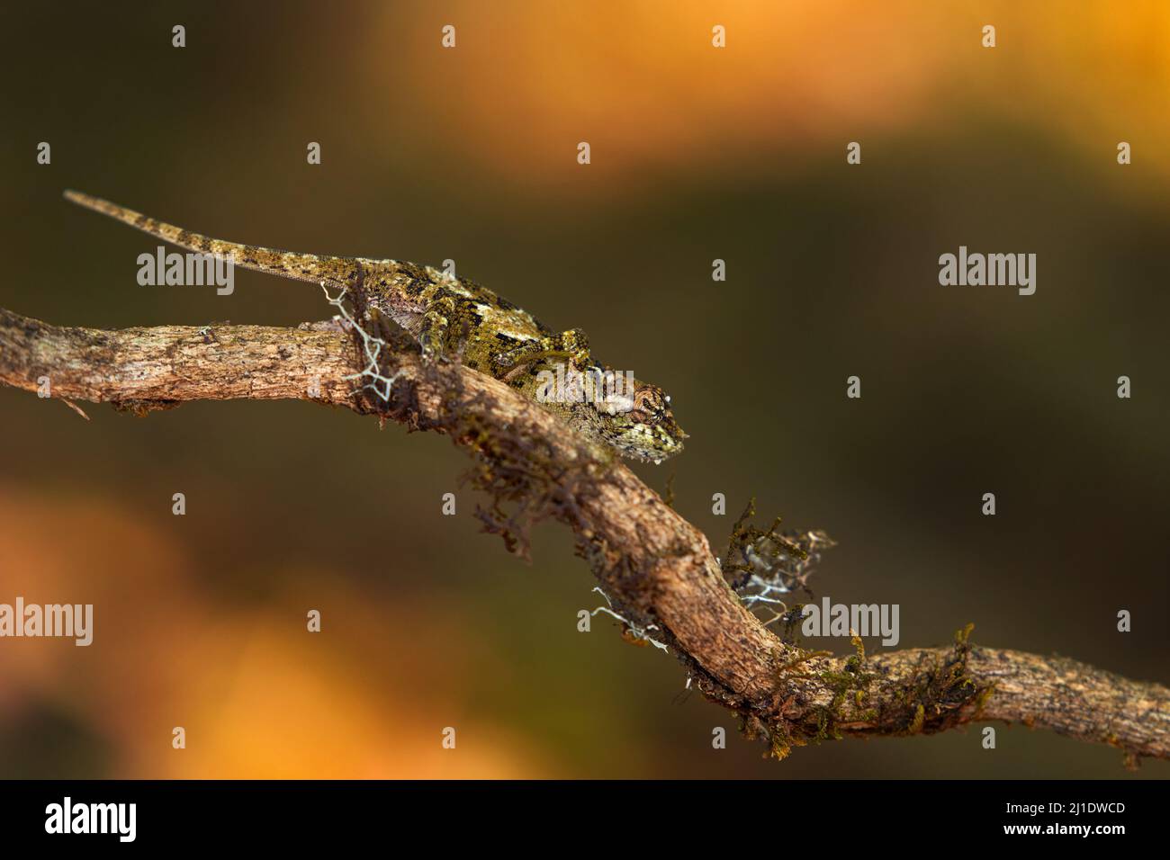 Trioceros balebicornutus, Bale Mountains Two-horned Chameleon, endemic ...