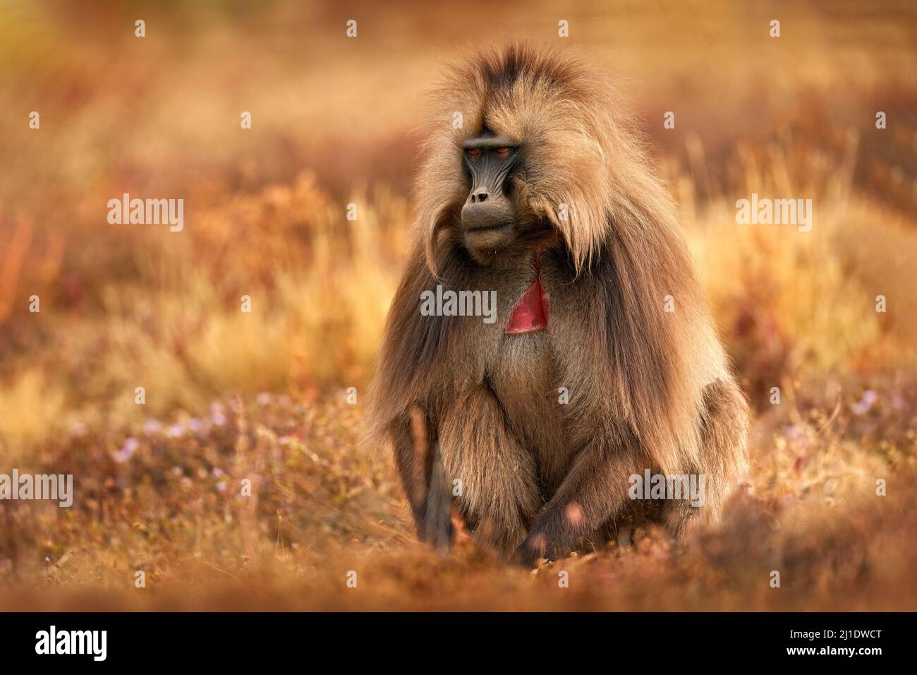 Gelada Baboon with open mouth with teeth. Simien mountains NP, gelada ...