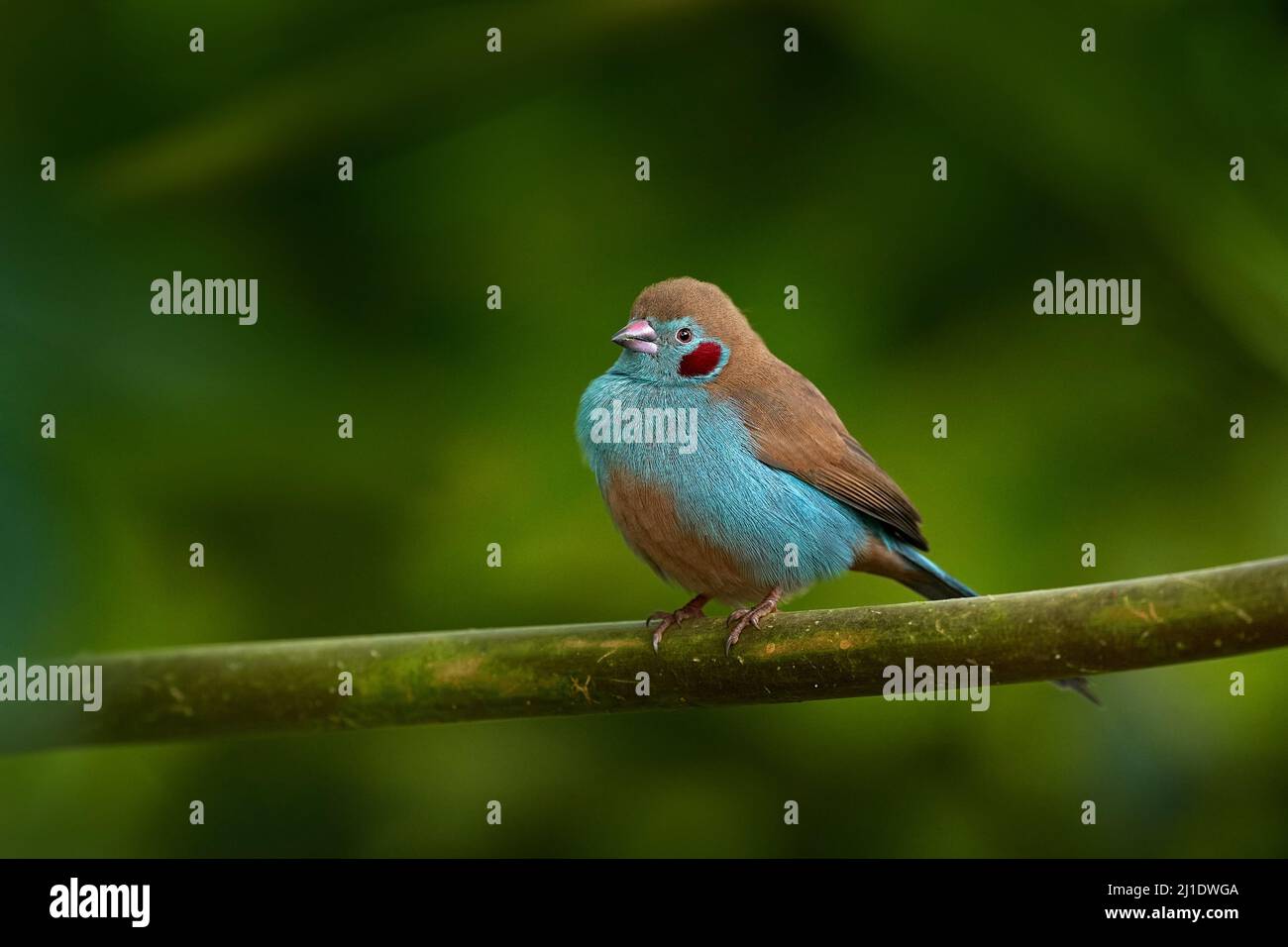 Red-cheeked Cordon-blue, Uraeginthus bengalus, red face blue brown bird ...
