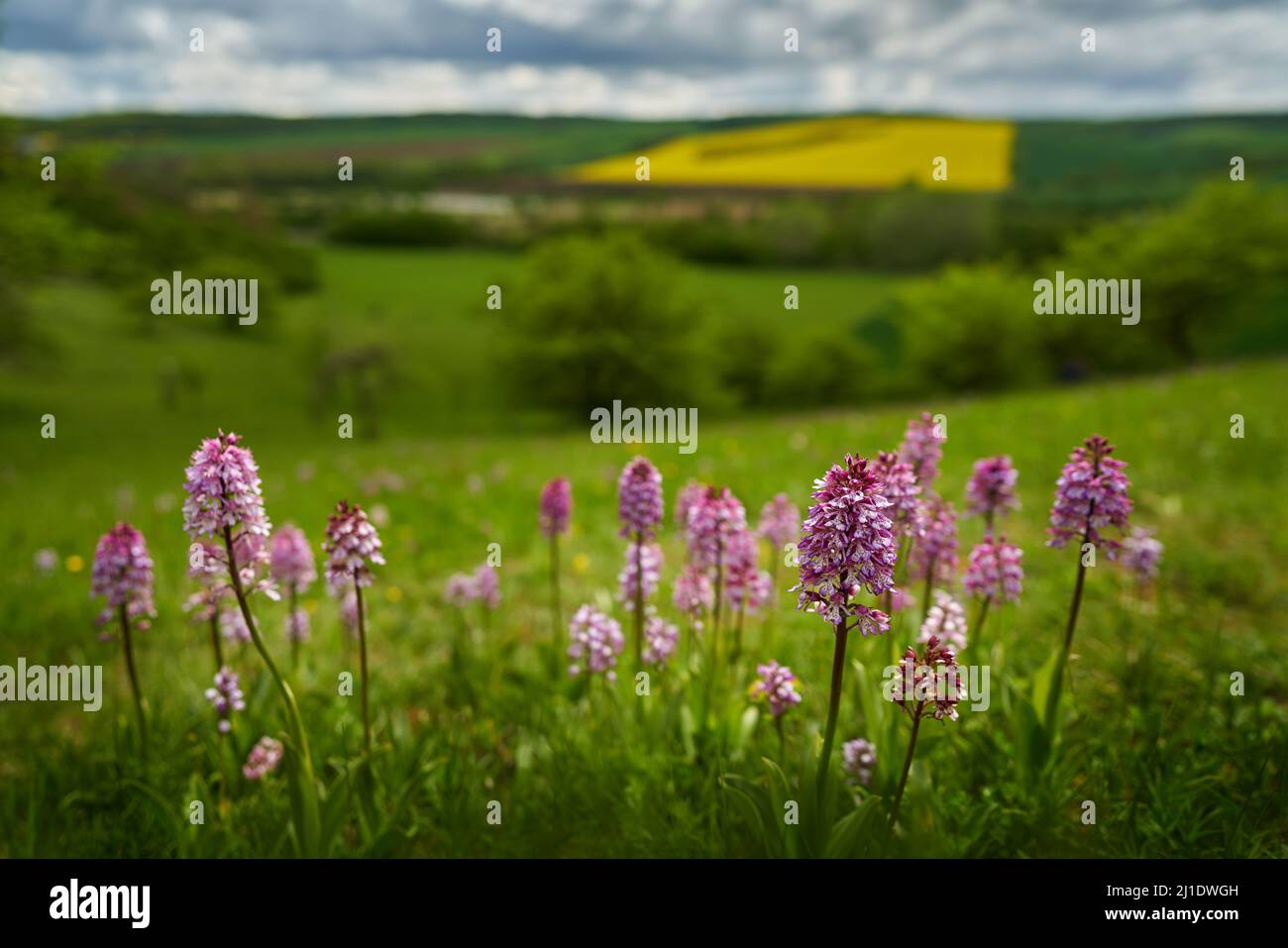 Flower Czech landscapwe, Orchis purpurea, Lady Orchid, flowering ...