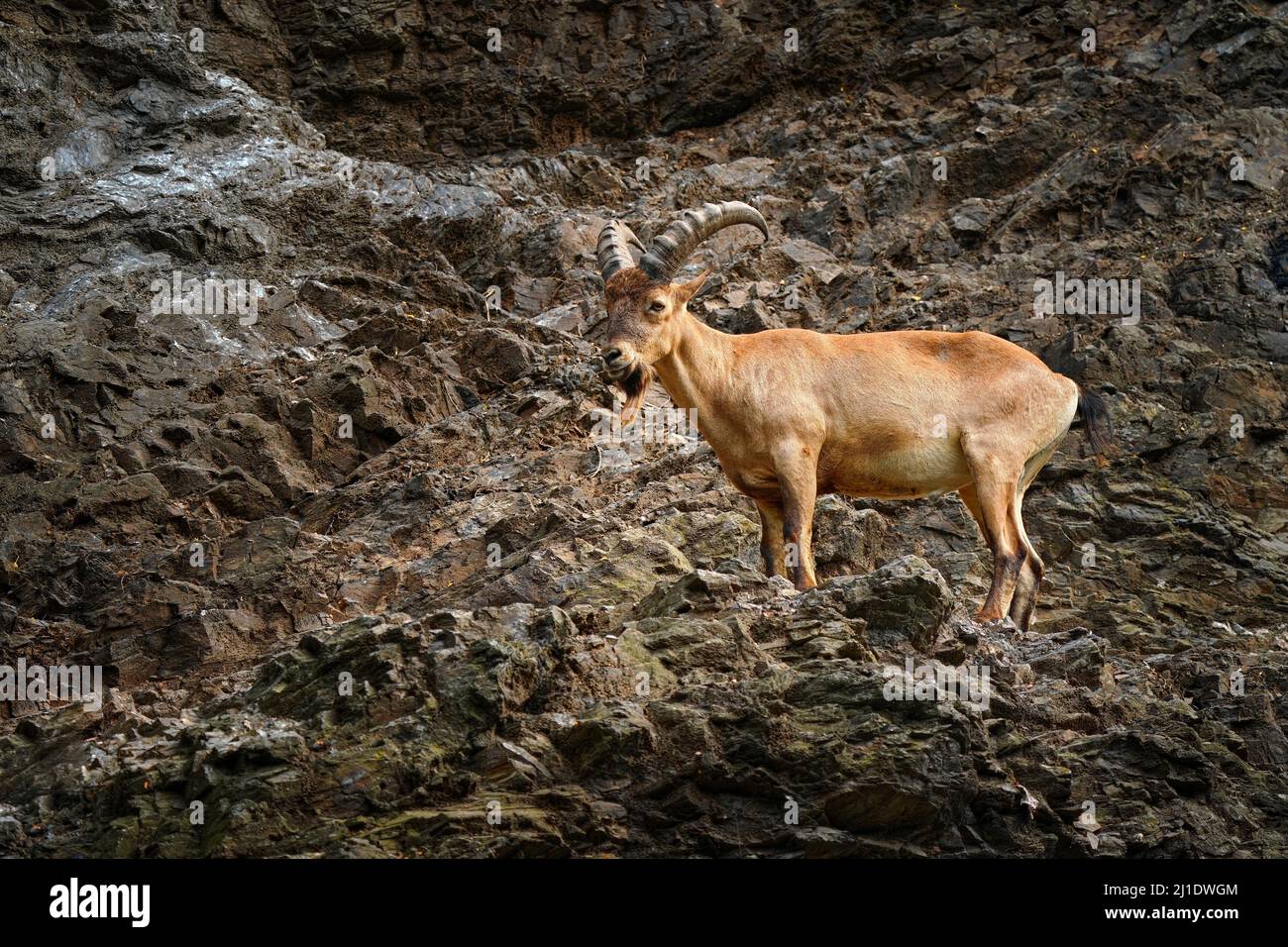 West Caucasian tur, Capra caucasica, sitting on the rock, endangered ...
