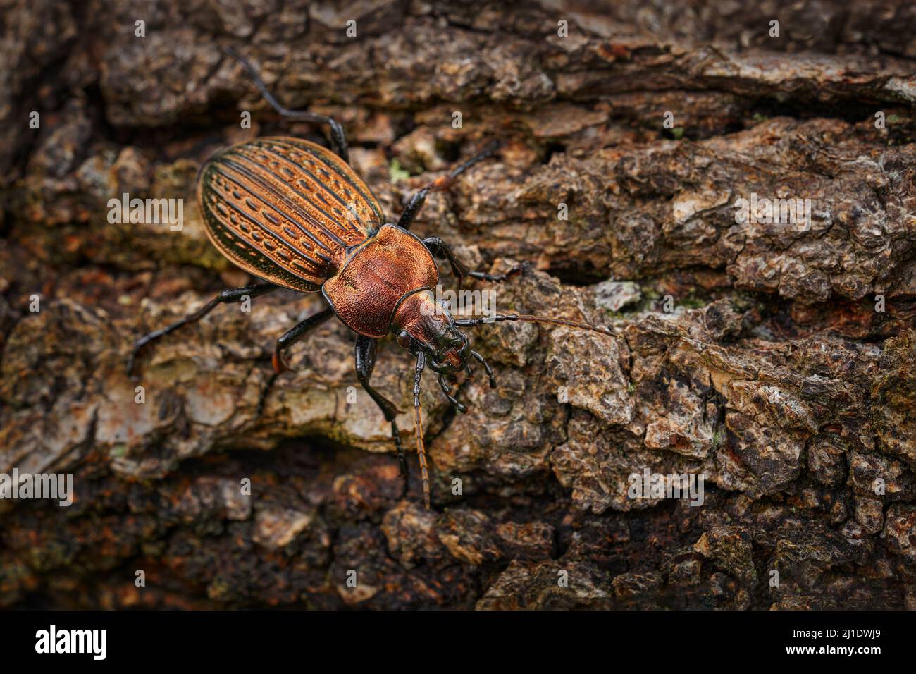 Golden green stag beetle hi-res stock photography and images - Alamy
