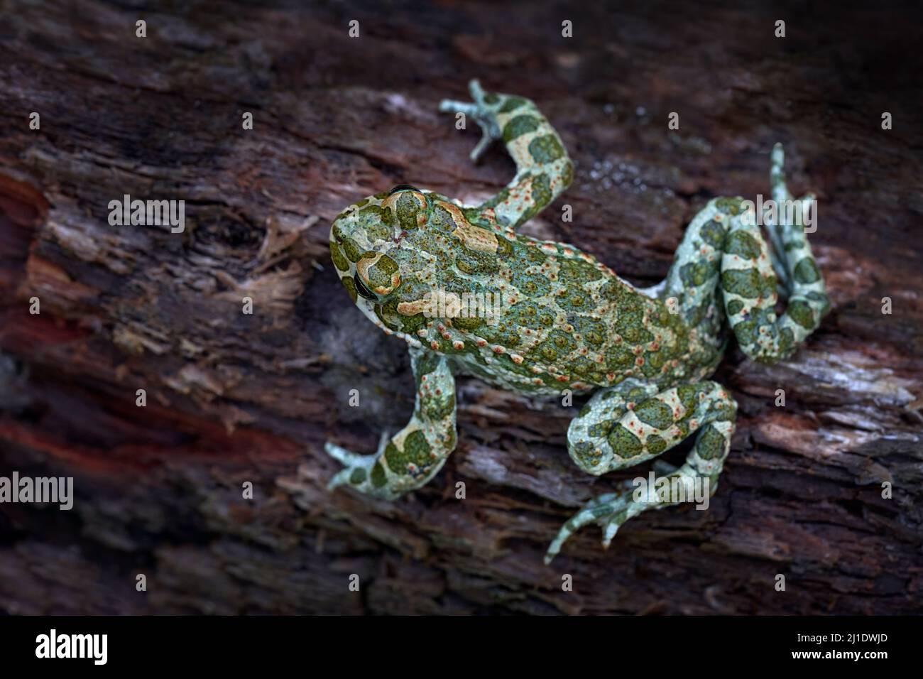 European green toad, Bufotes viridis, big frog in the nature habitat ...