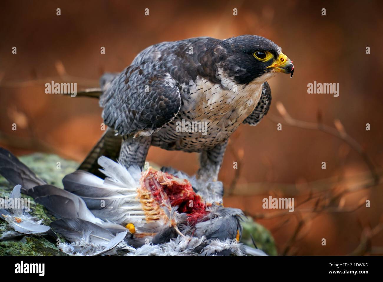 Peregrine Falcon, bird of prey sittingin forest moss stone with catch ...