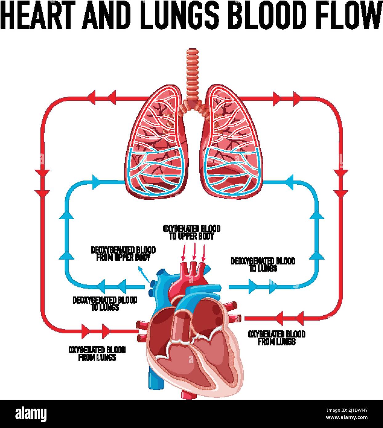Heart Blood Circulation Chart Bio] Draw A Flowchart Of Circulation Of