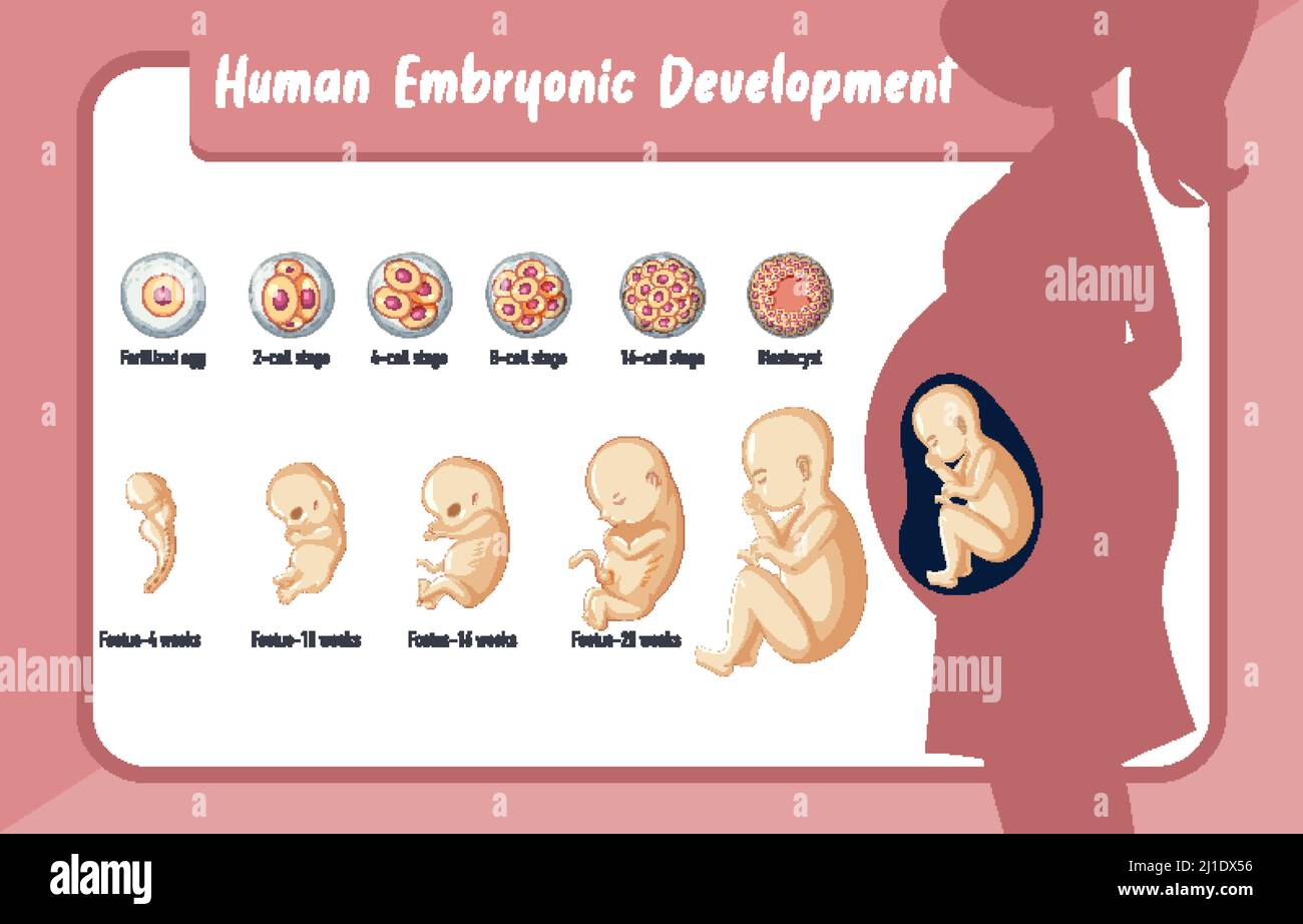 Human embryonic development in human infographic illustration Stock Vector Image & Art - Alamy