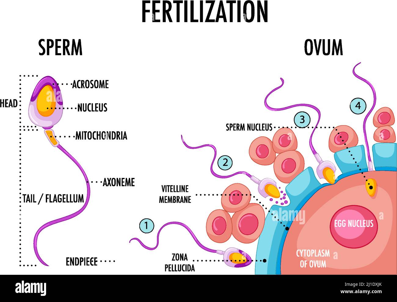 Diagram showing fertilization in human illustration Stock Vector Image ...