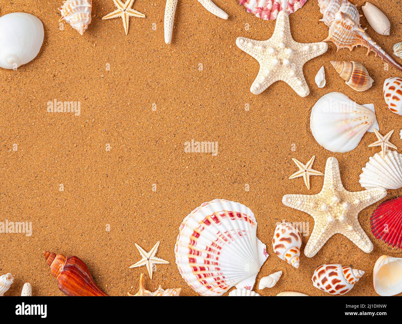 Different types of shells on yellow sand. Top view, horizontal. Sea ...