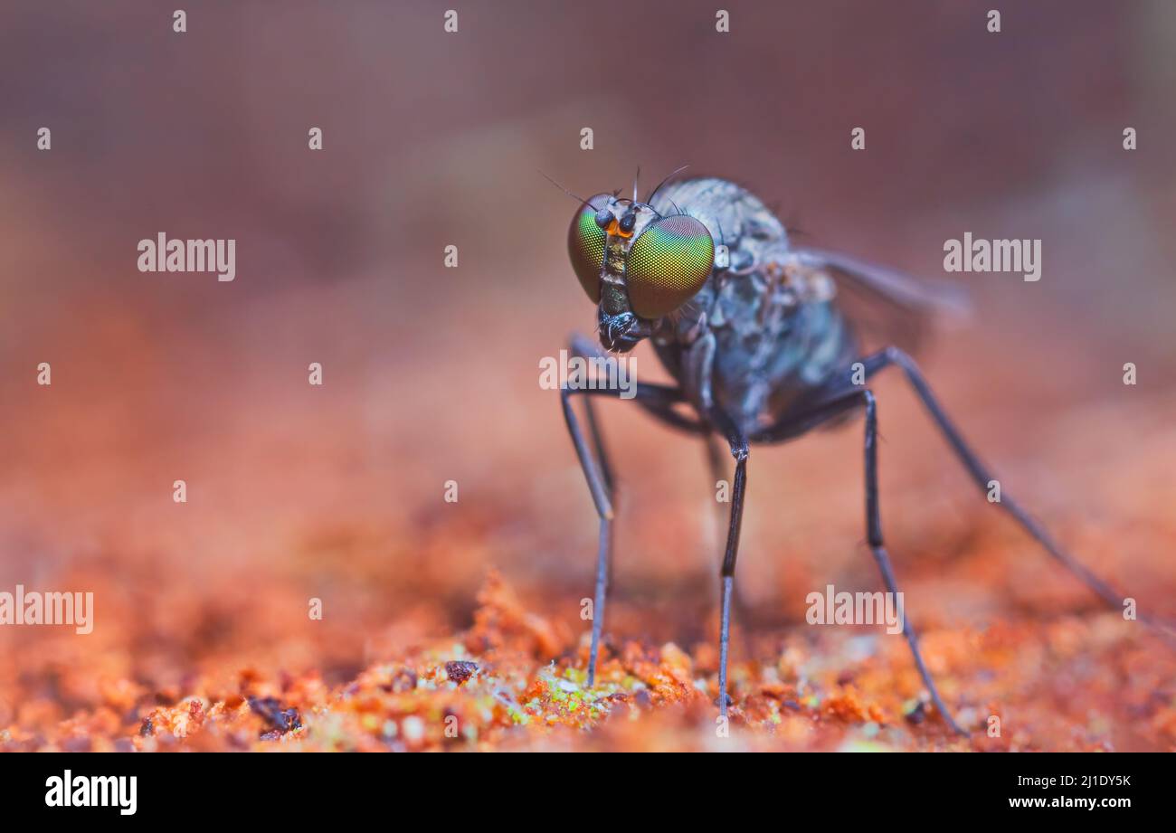 Adult Long-legged Fly of the Family Dolichopodidae Stock Photo - Alamy
