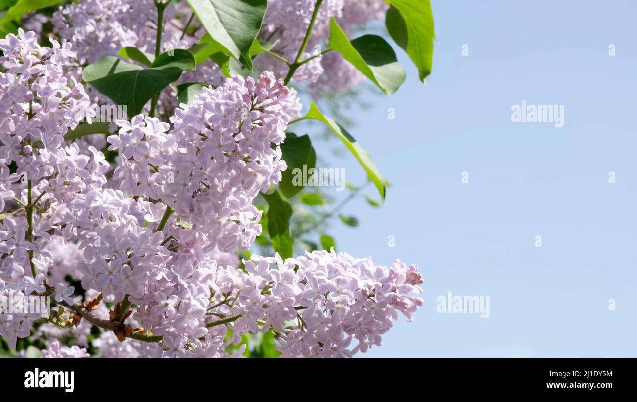 Purple lilac plant blooms in spring in the garden with copyspace ...