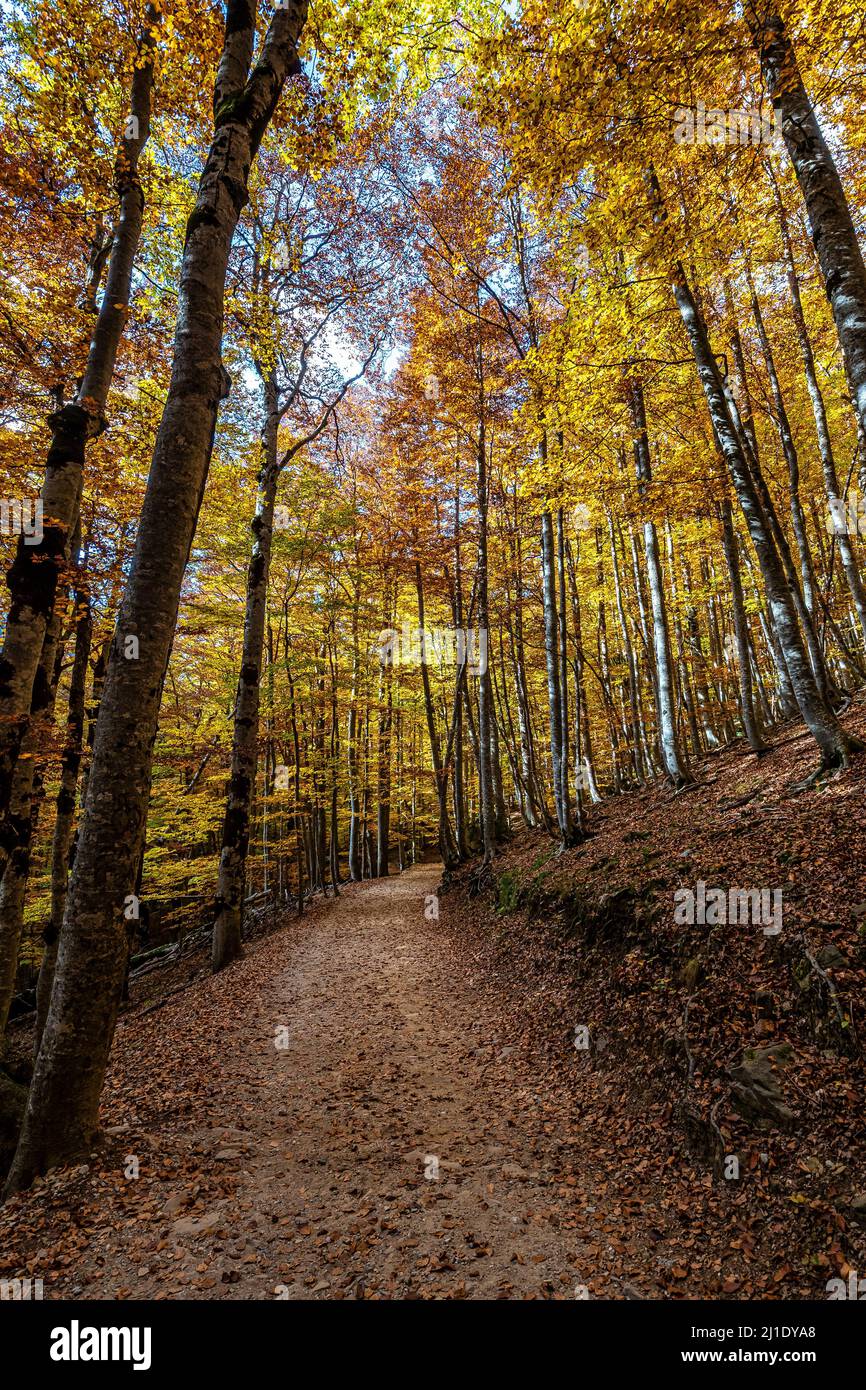 Colorful beech fall forest in Ordesa and Monte Perdido National park ...