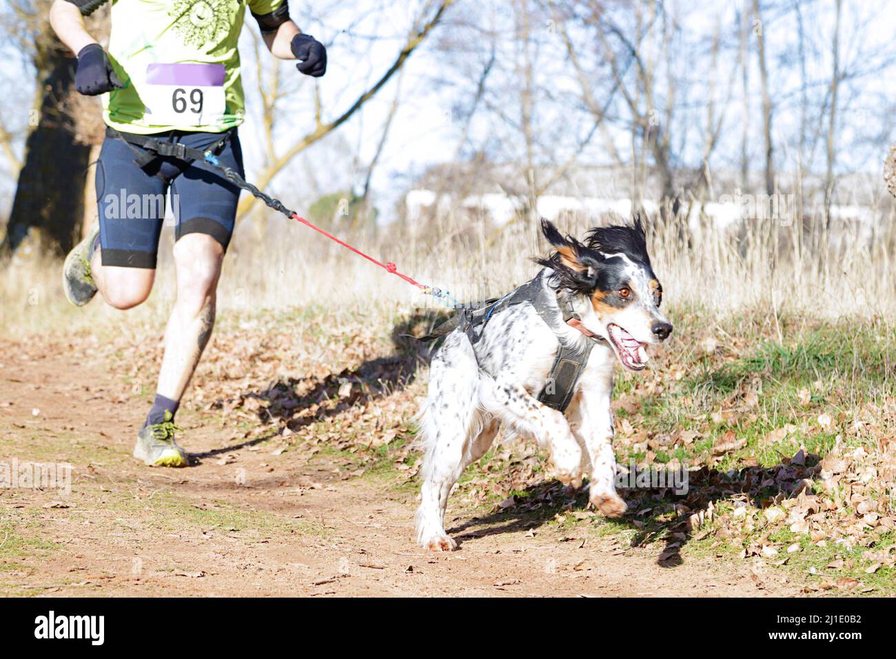 Dog and man taking part in a popular canicross race Stock Photo - Alamy