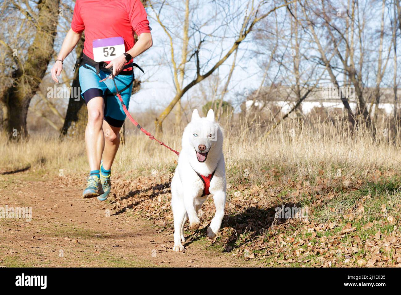 Dog and man taking part in a popular canicross race Stock Photo - Alamy