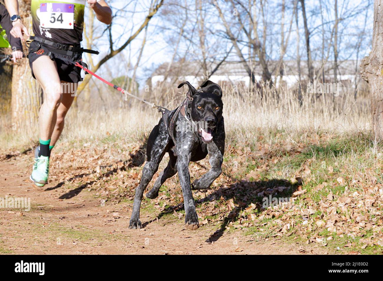Dog and man taking part in a popular canicross race Stock Photo - Alamy