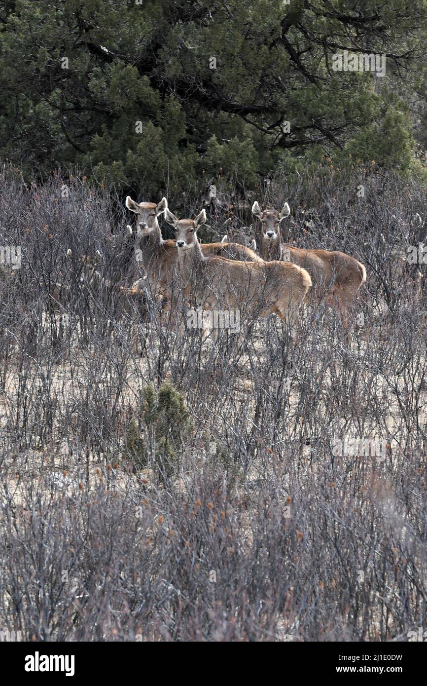 Lipped deer hi-res stock photography and images - Alamy