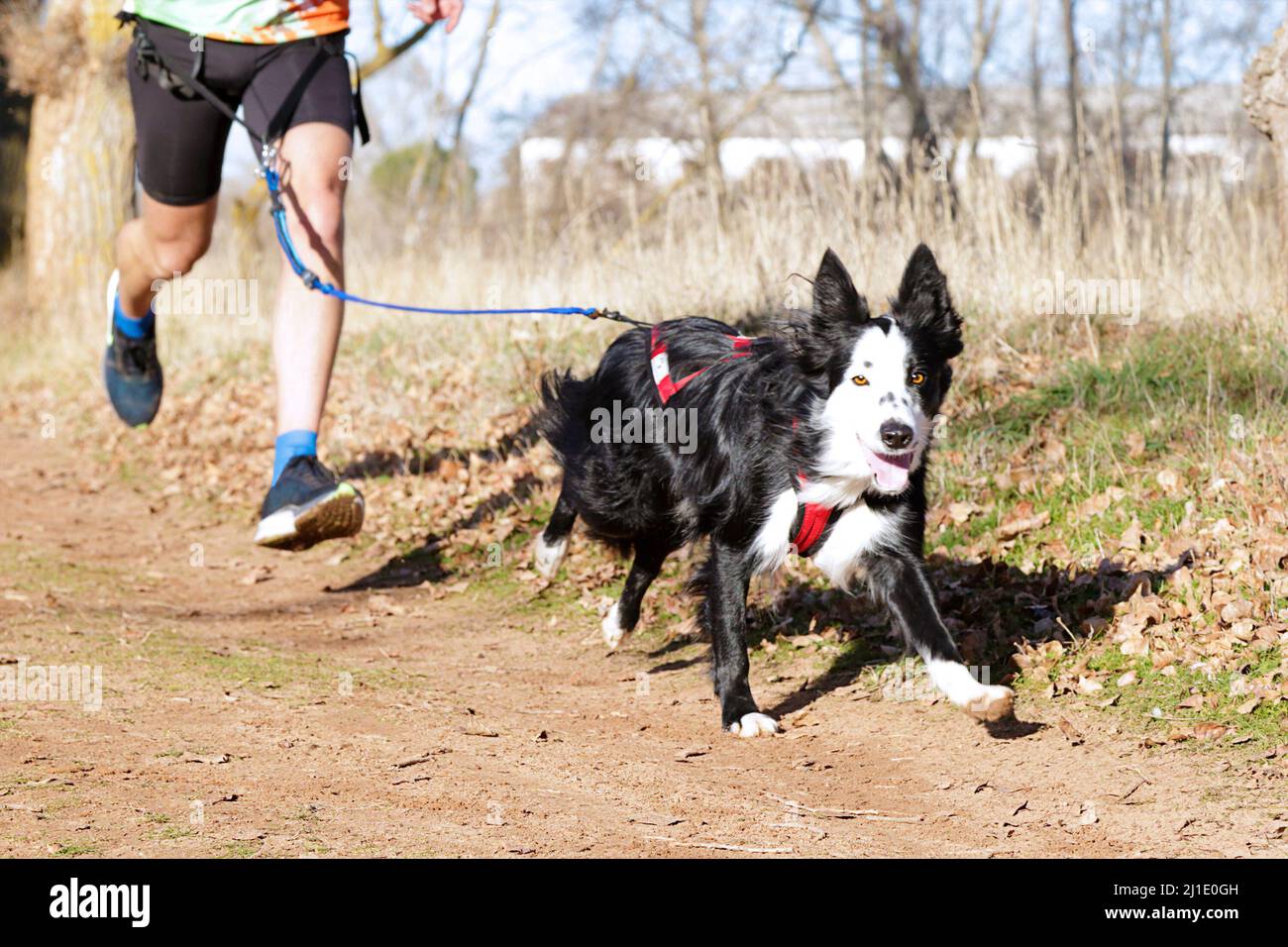 Dog and man taking part in a popular canicross race Stock Photo - Alamy