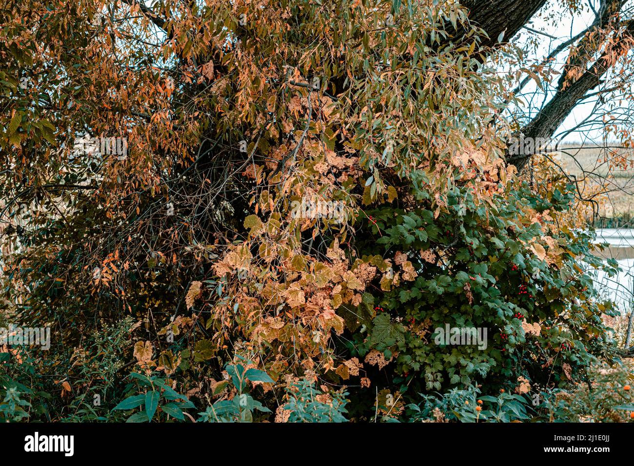 The tree branches with autumn leaves Stock Photo - Alamy