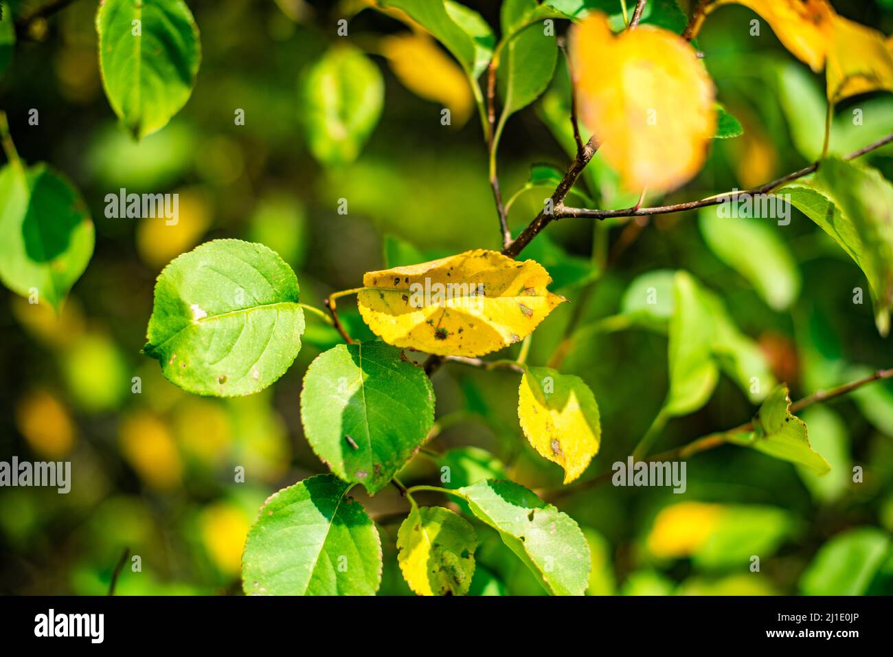 A selective focus shot of tree branches with green and yellow leaves ...