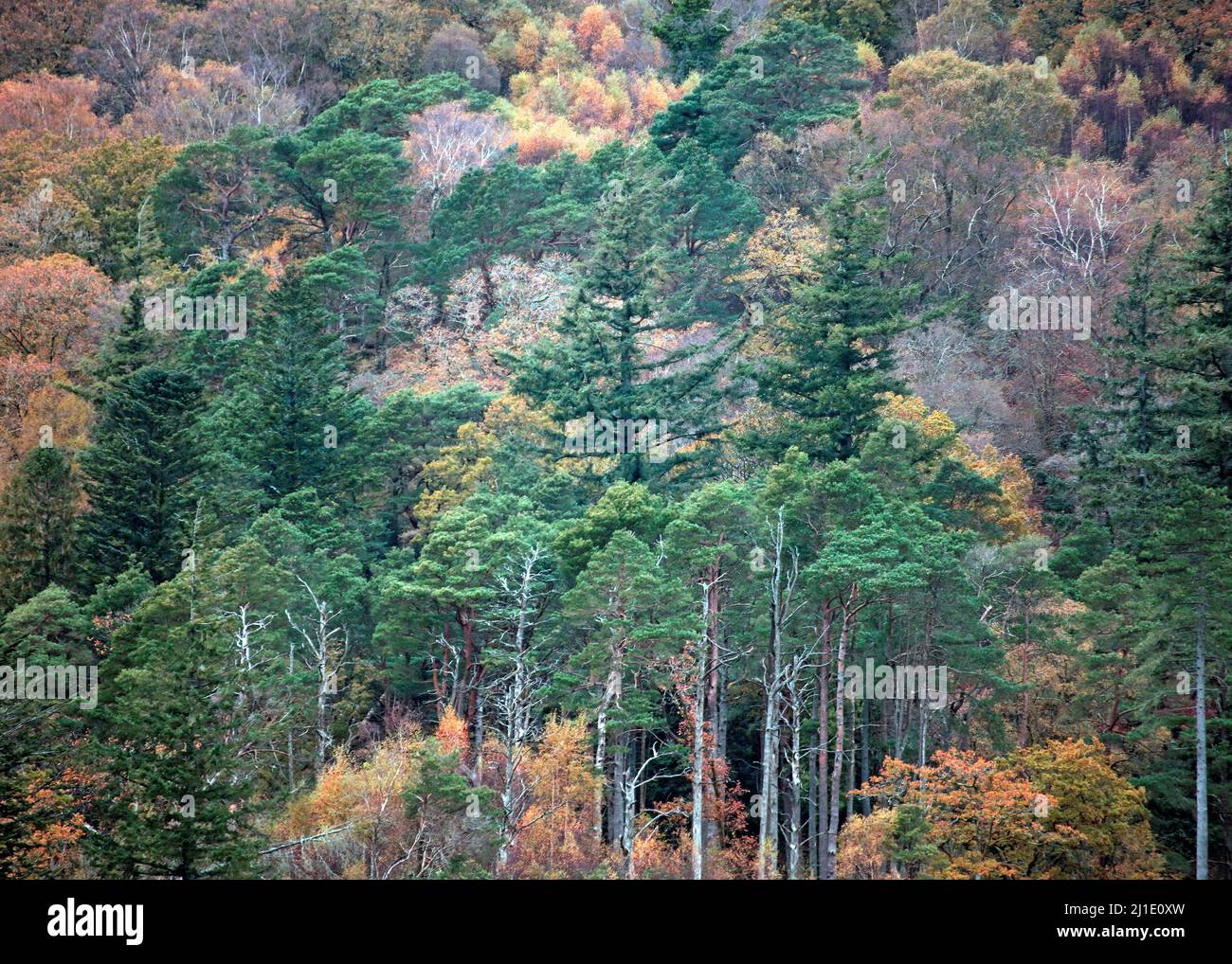 Rocky outcrop in forest in hi-res stock photography and images - Alamy