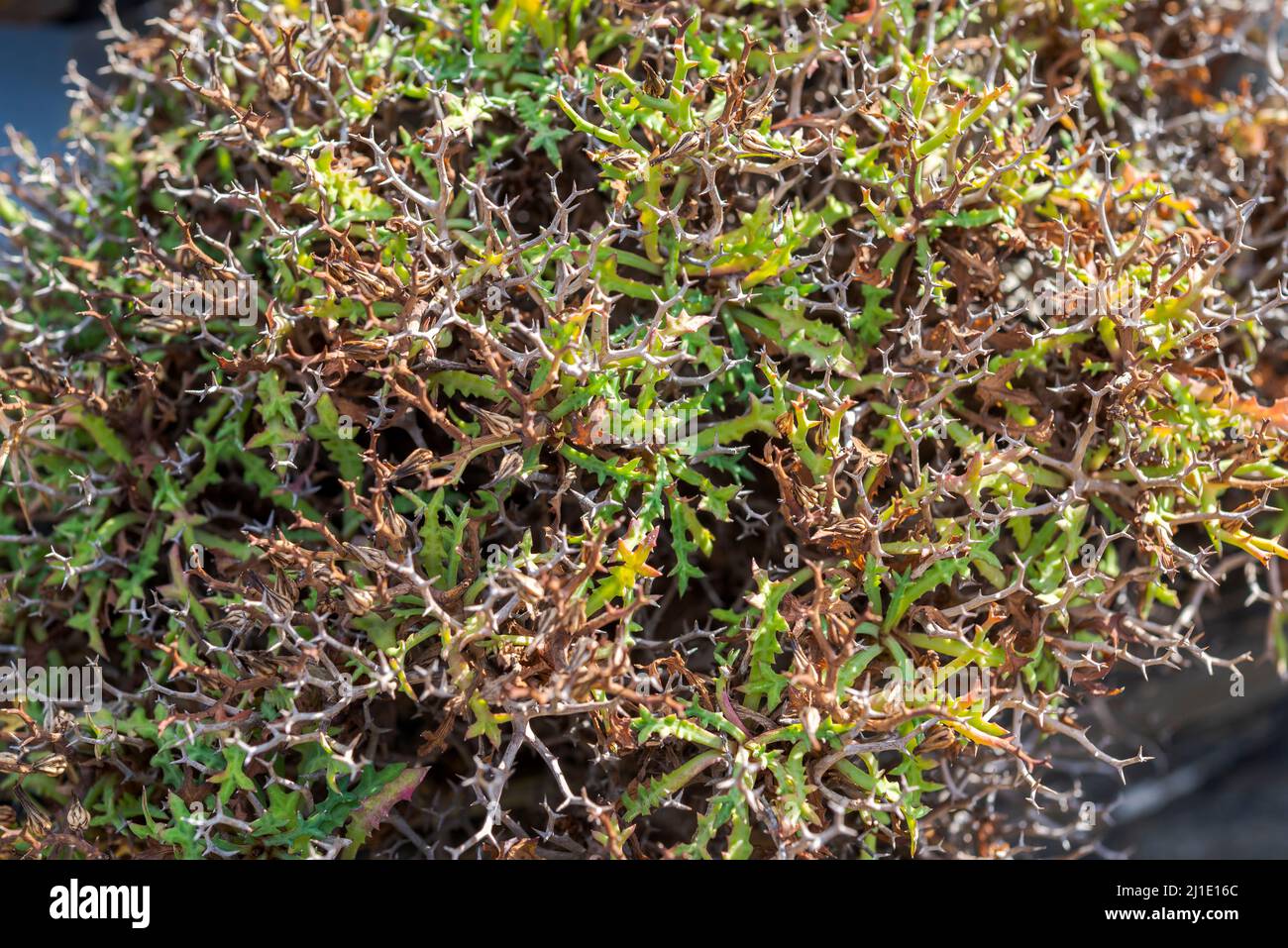 Launaea cervicornis, an endemic species of Balearic Islands. Photo ...