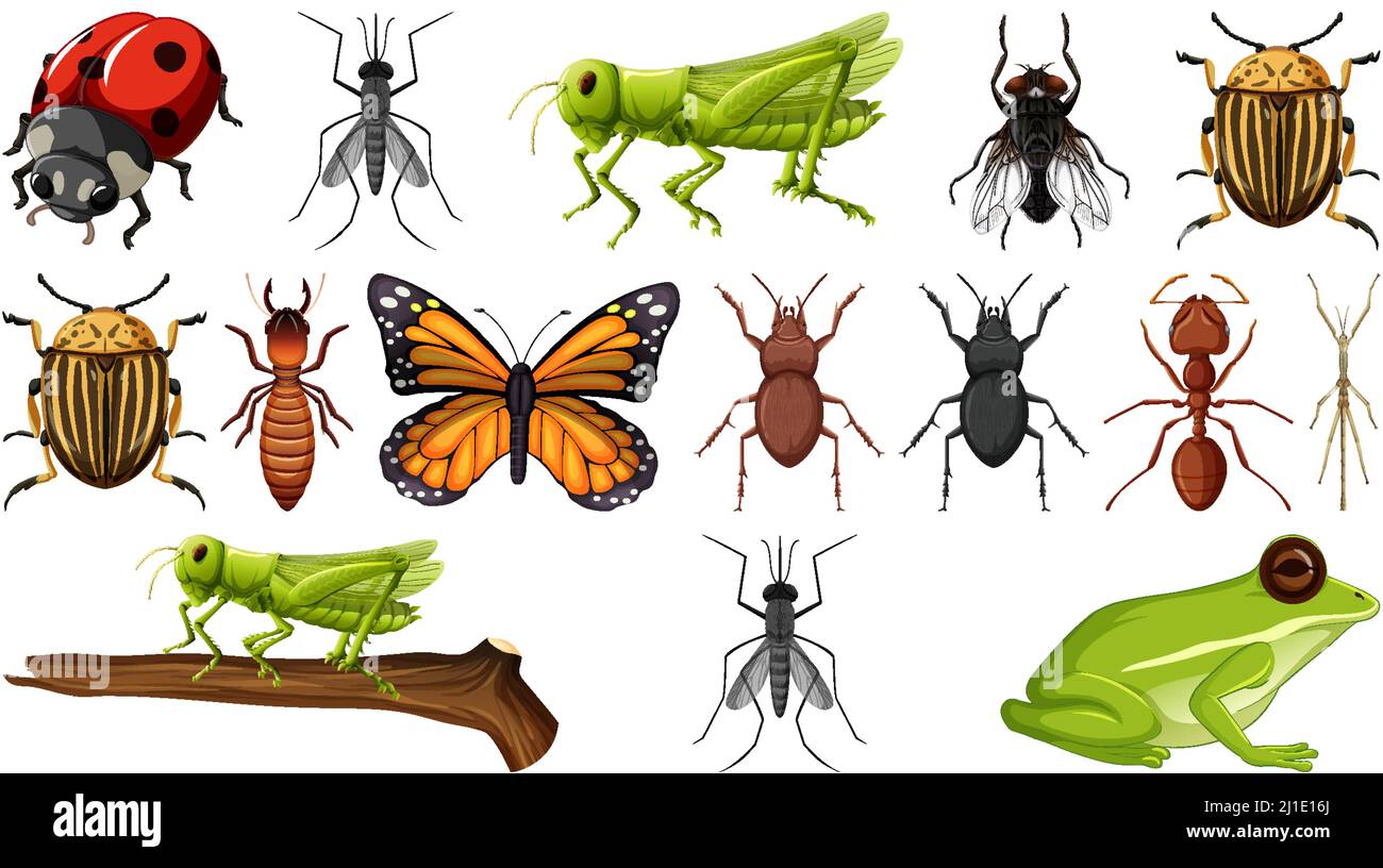 Insects and spiders Stock Vector Images - Alamy