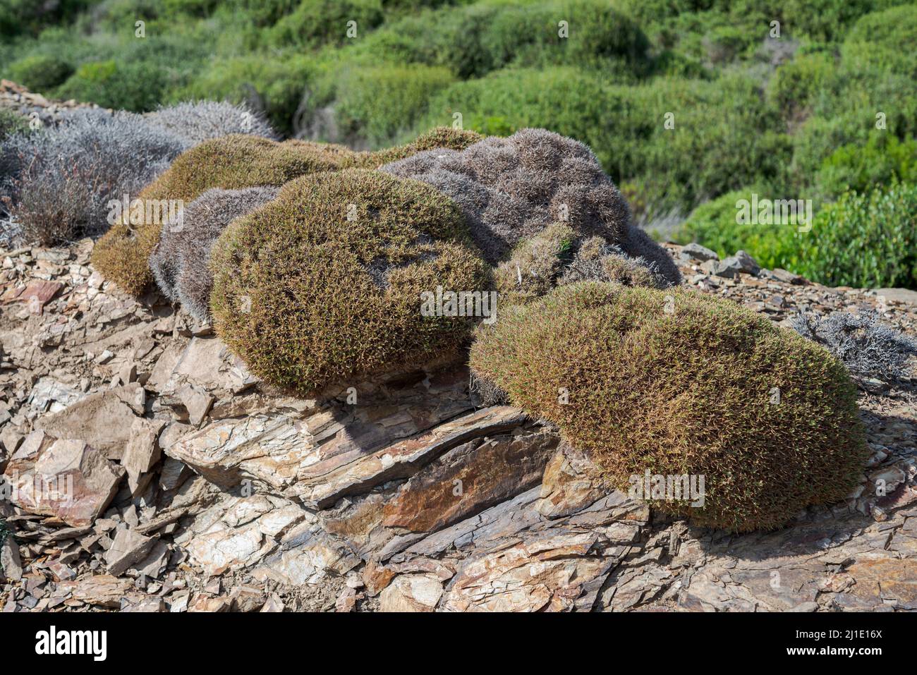 Endemic to the balearic islands hi-res stock photography and images - Alamy