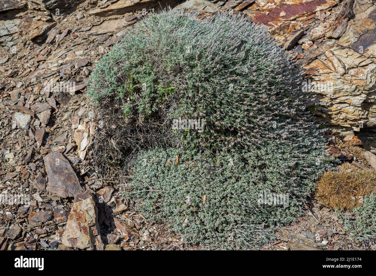 Teucrium subspinosum, an endemic species of Sardinia and Balearic ...