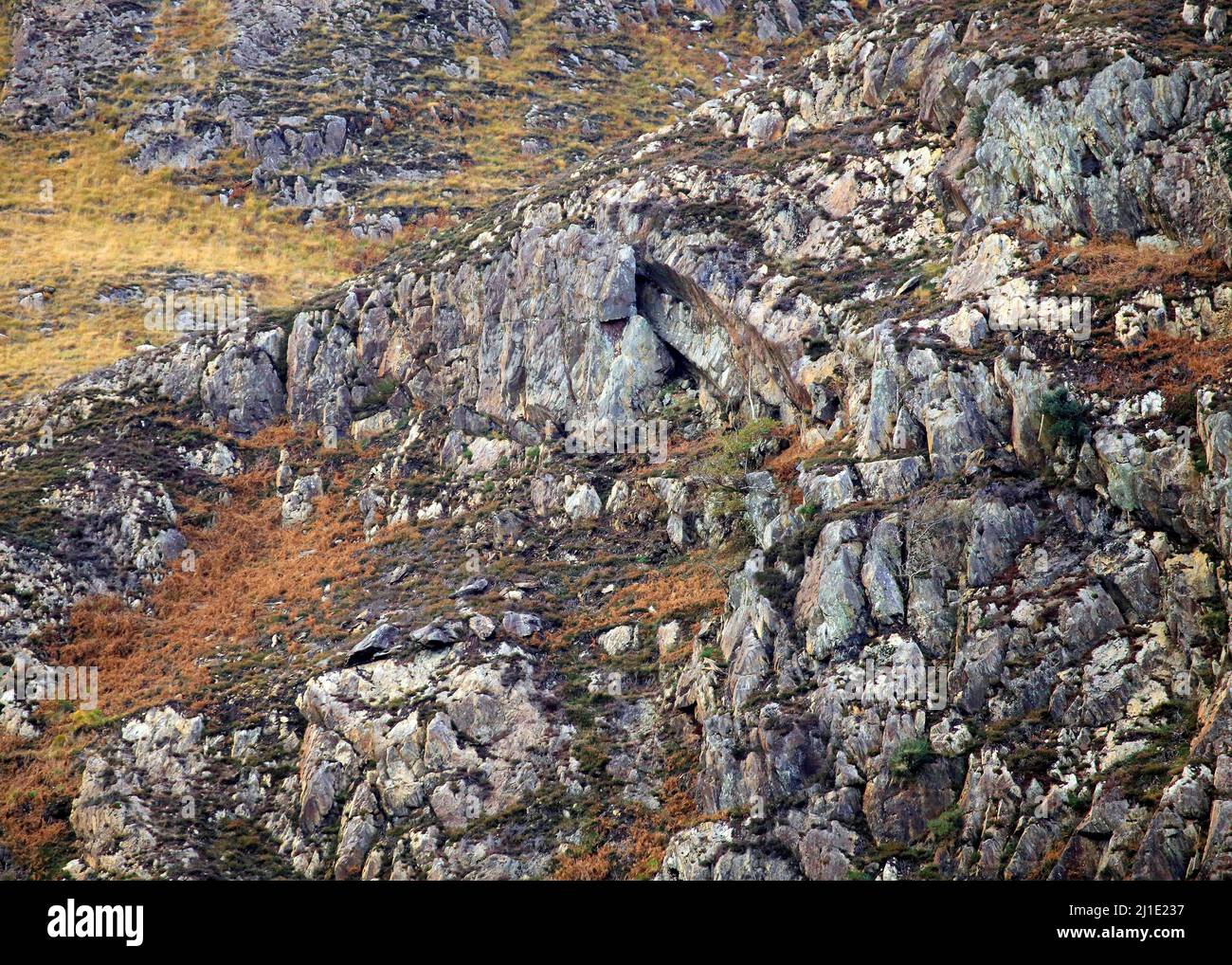 Random texture in nature hi-res stock photography and images - Alamy