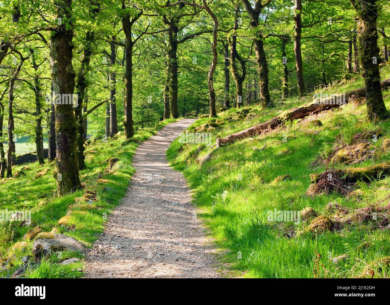 The Watkin Path through ancient oak woodland in Nantgwynant Valley ...