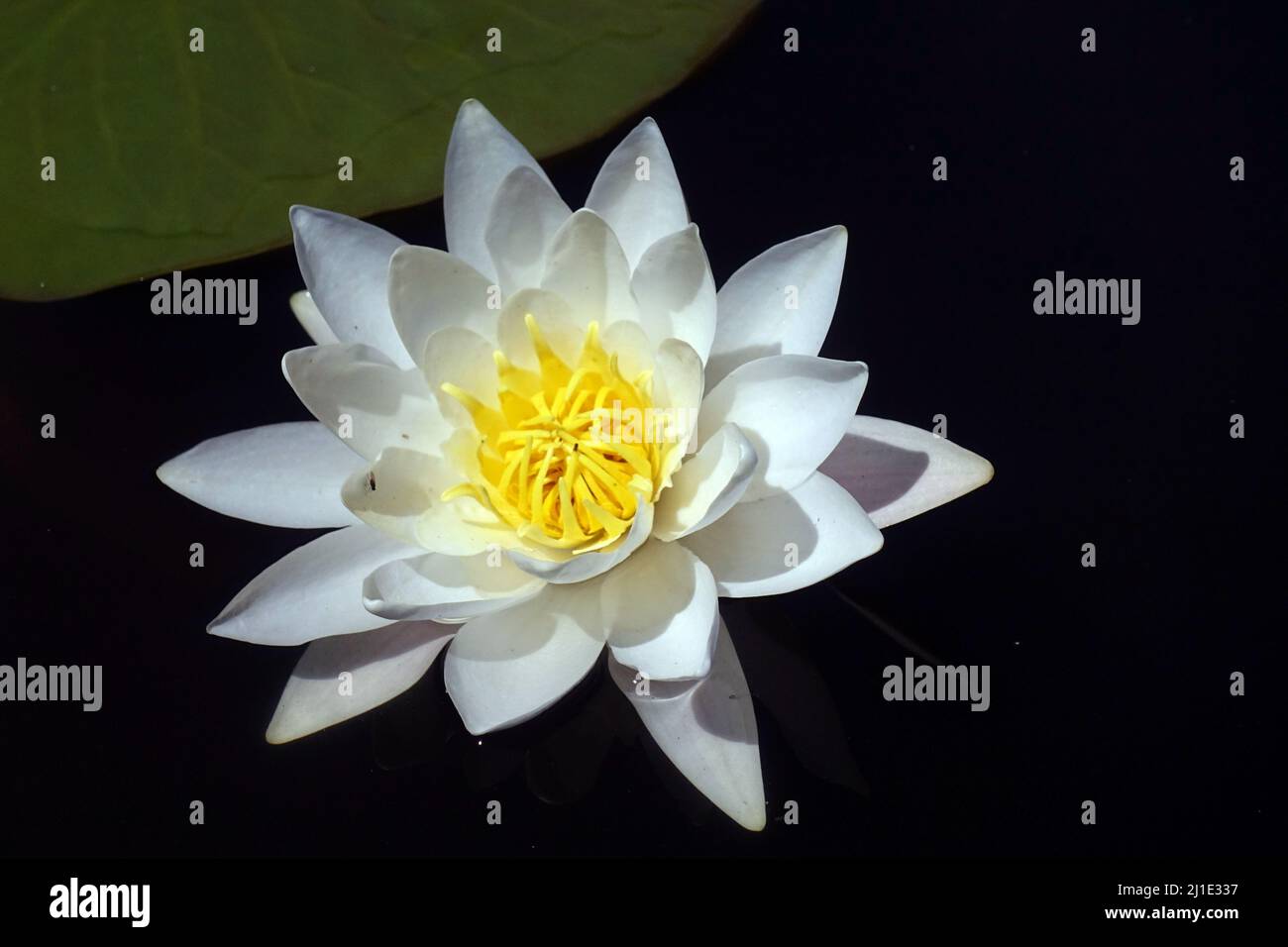 23.06.2020, Germany, Brandenburg, Dranse - Water lily ...