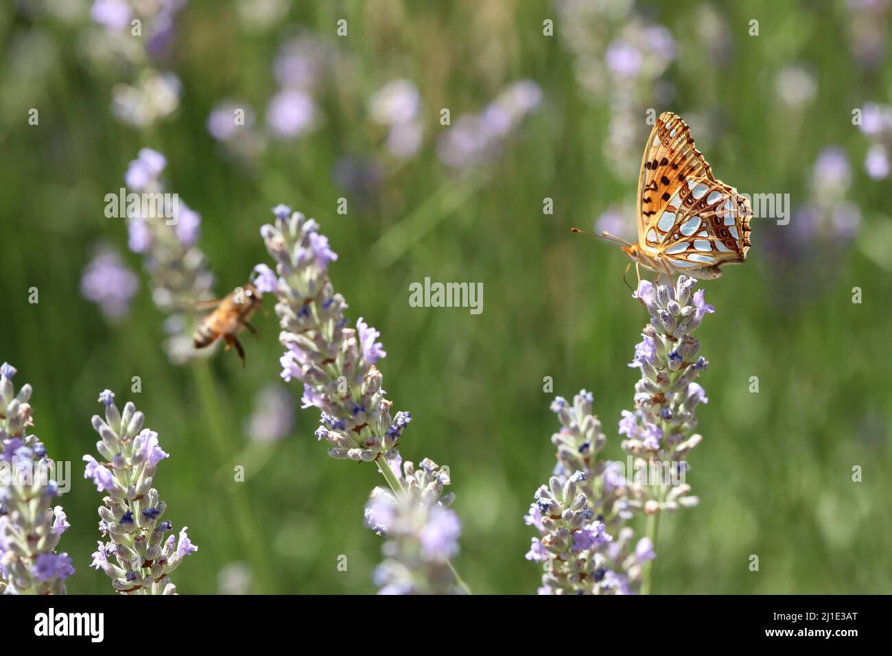 Butterflies of southern italy hi-res stock photography and images - Alamy