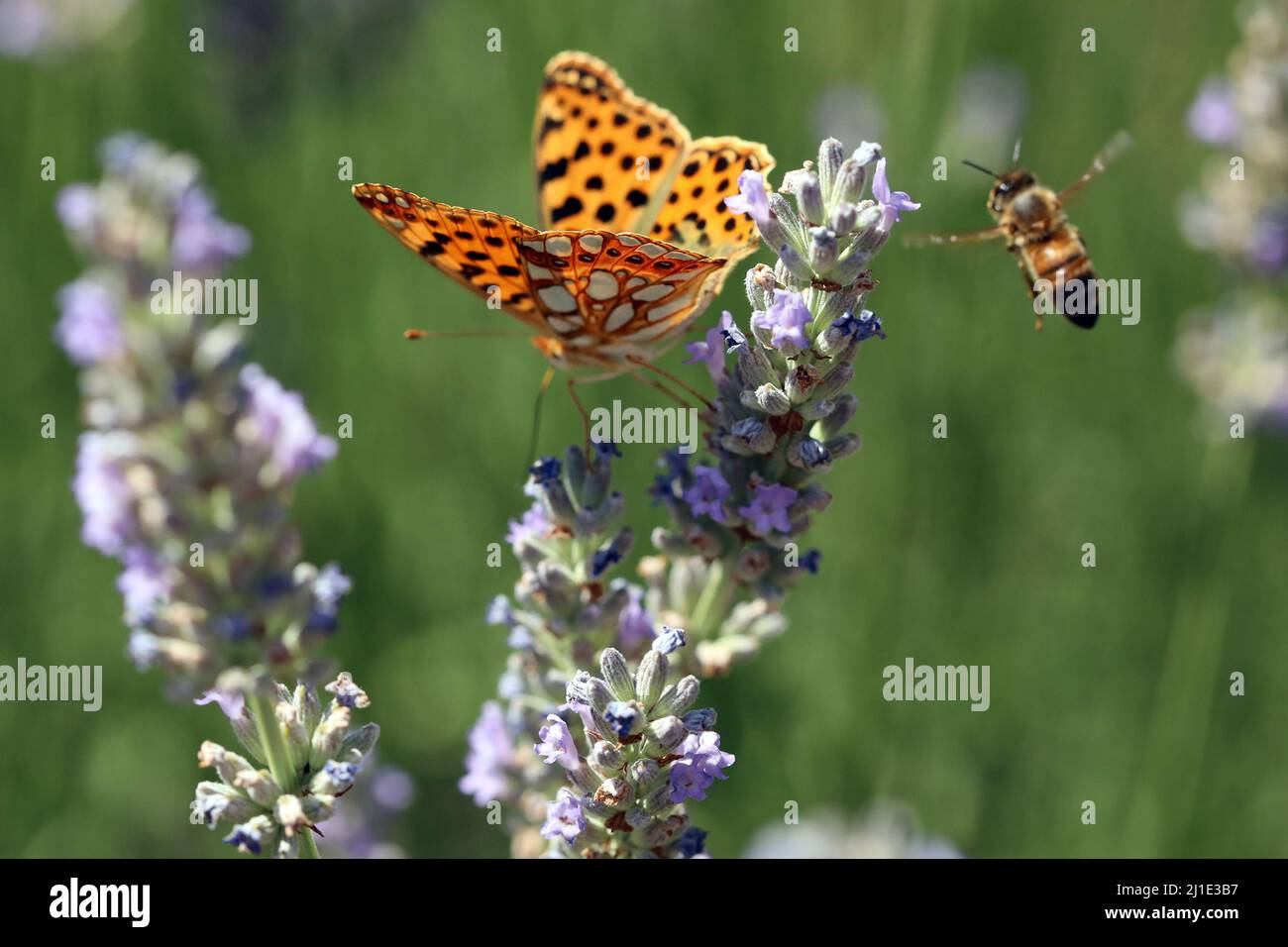 Butterflies of southern italy hi-res stock photography and images - Alamy