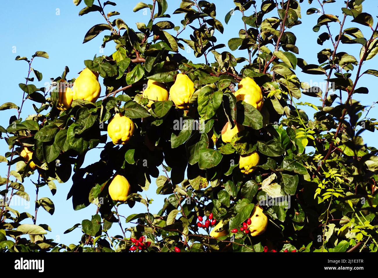 Quince c hi-res stock photography and images - Alamy