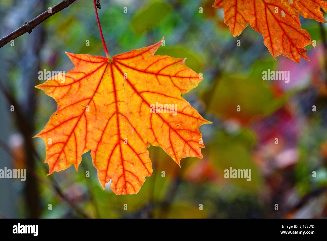 19.10.2021, Germany, , Berlin - autumnal maple leaf dying ...