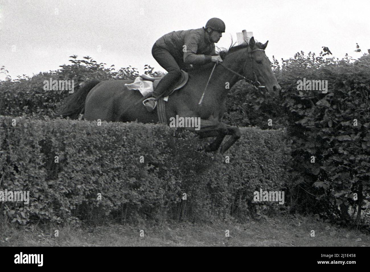 Horse jumping hedge hi-res stock photography and images - Alamy