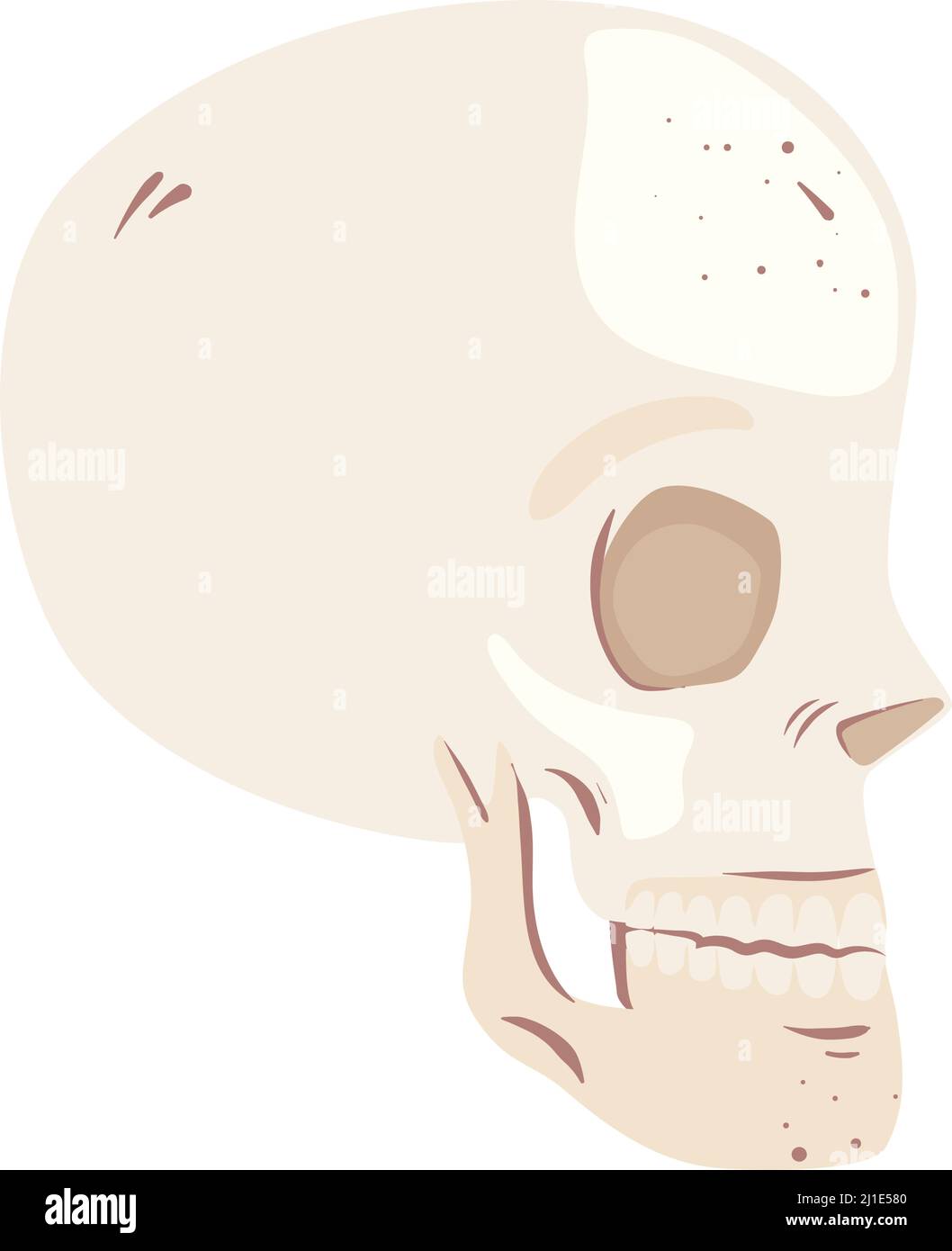 skeleton head profile Stock Vector Image & Art - Alamy