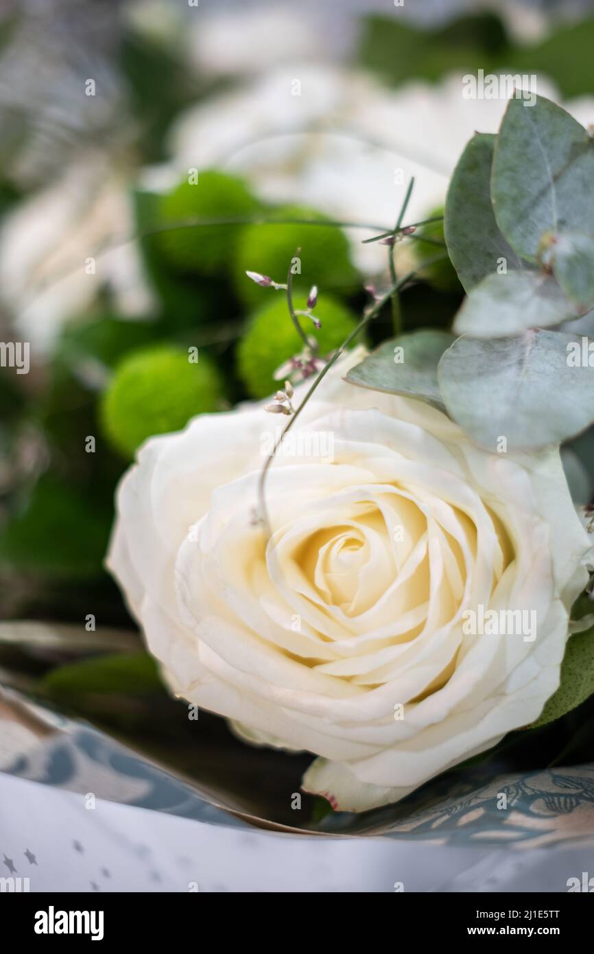 Smooth flower hi-res stock photography and images - Alamy