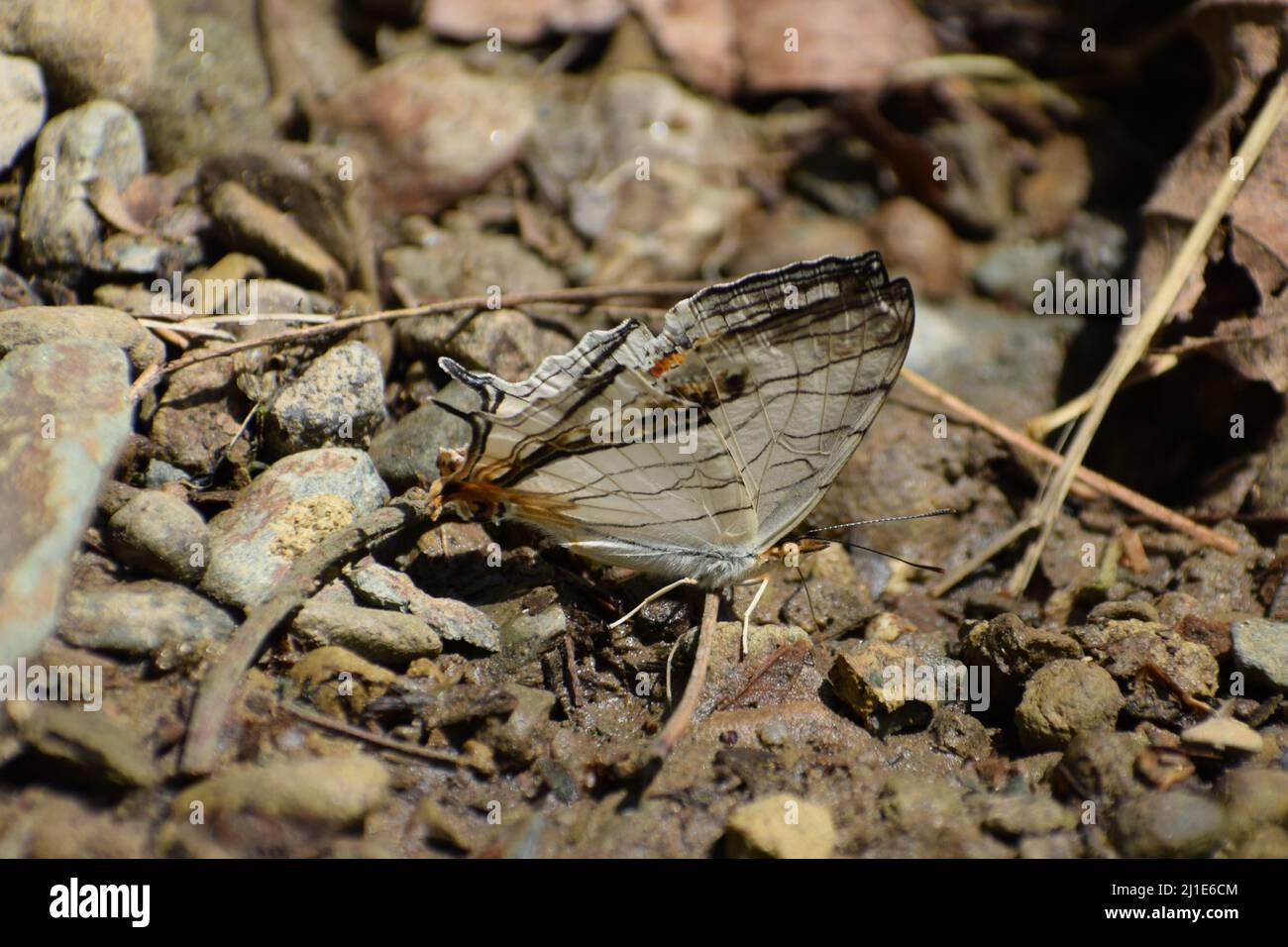 Common map butterfly mud puddling ( cyrestis thyodamas Stock Photo - Alamy